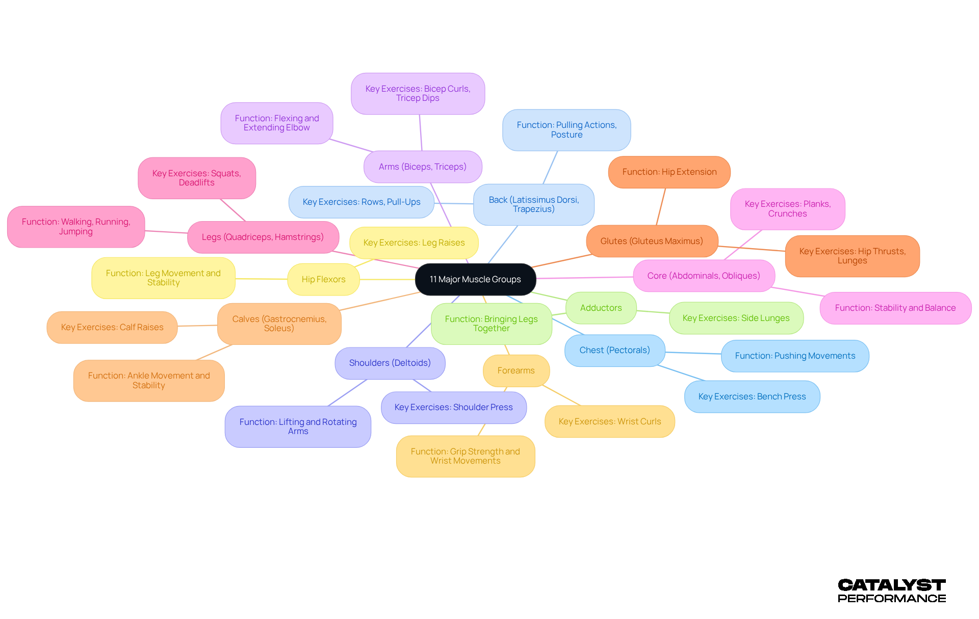 The central node represents the overall theme of muscle groups, while each branch shows a specific muscle group and its role in fitness. The sub-branches provide details on what each muscle group does, helping you understand their importance in your workout routine.