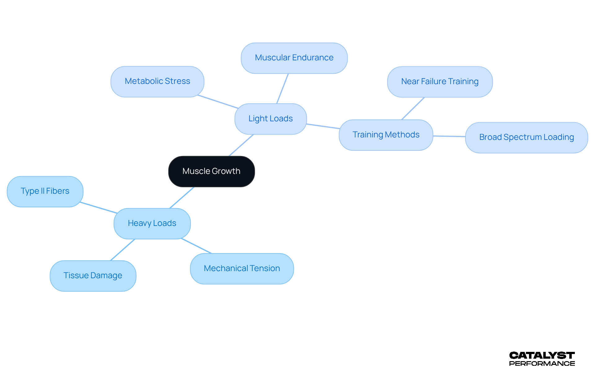 The central idea is muscle growth, with branches showing how heavy and light lifting affects it. Each sub-branch explains specific mechanisms or insights related to those lifting strategies.