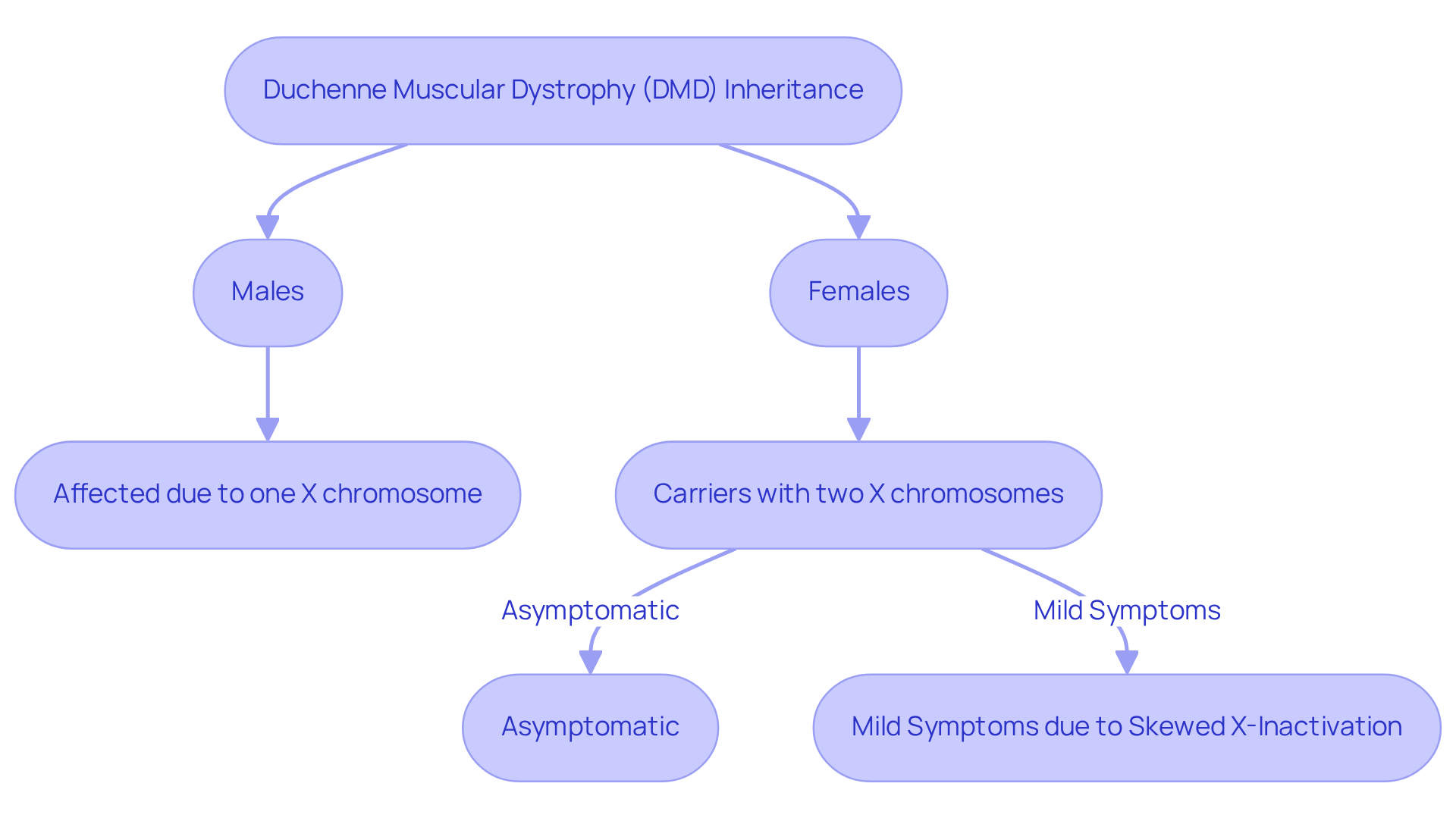This flowchart shows how DMD is inherited differently in males and females. Males are affected because they have only one X chromosome, while females can be carriers. Some female carriers may show mild symptoms due to a process called skewed X-inactivation, which can lead to different experiences of the condition. This flowchart shows how DMD is inherited differently in males and females. Males are affected because they have only one X chromosome, while females can be carriers. Some female carriers may show mild symptoms due to a process called skewed X-inactivation, which can lead to different experiences of the condition.