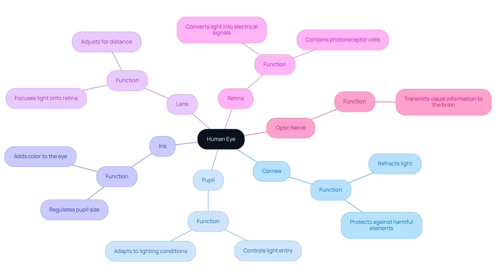 The center represents the human eye, and each branch shows a different part. The descriptions explain what each part does, helping you understand how they work together to enable vision. The center represents the human eye, and each branch shows a different part. The descriptions explain what each part does, helping you understand how they work together to enable vision.