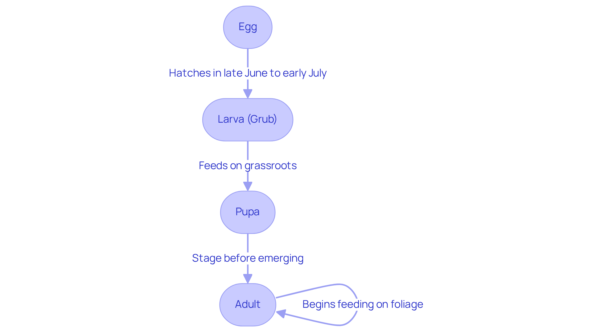 Follow the arrows to see how Japanese beetles develop from eggs to adults. Each stage is crucial for understanding when to manage these pests effectively. Follow the arrows to see how Japanese beetles develop from eggs to adults. Each stage is crucial for understanding when to manage these pests effectively.