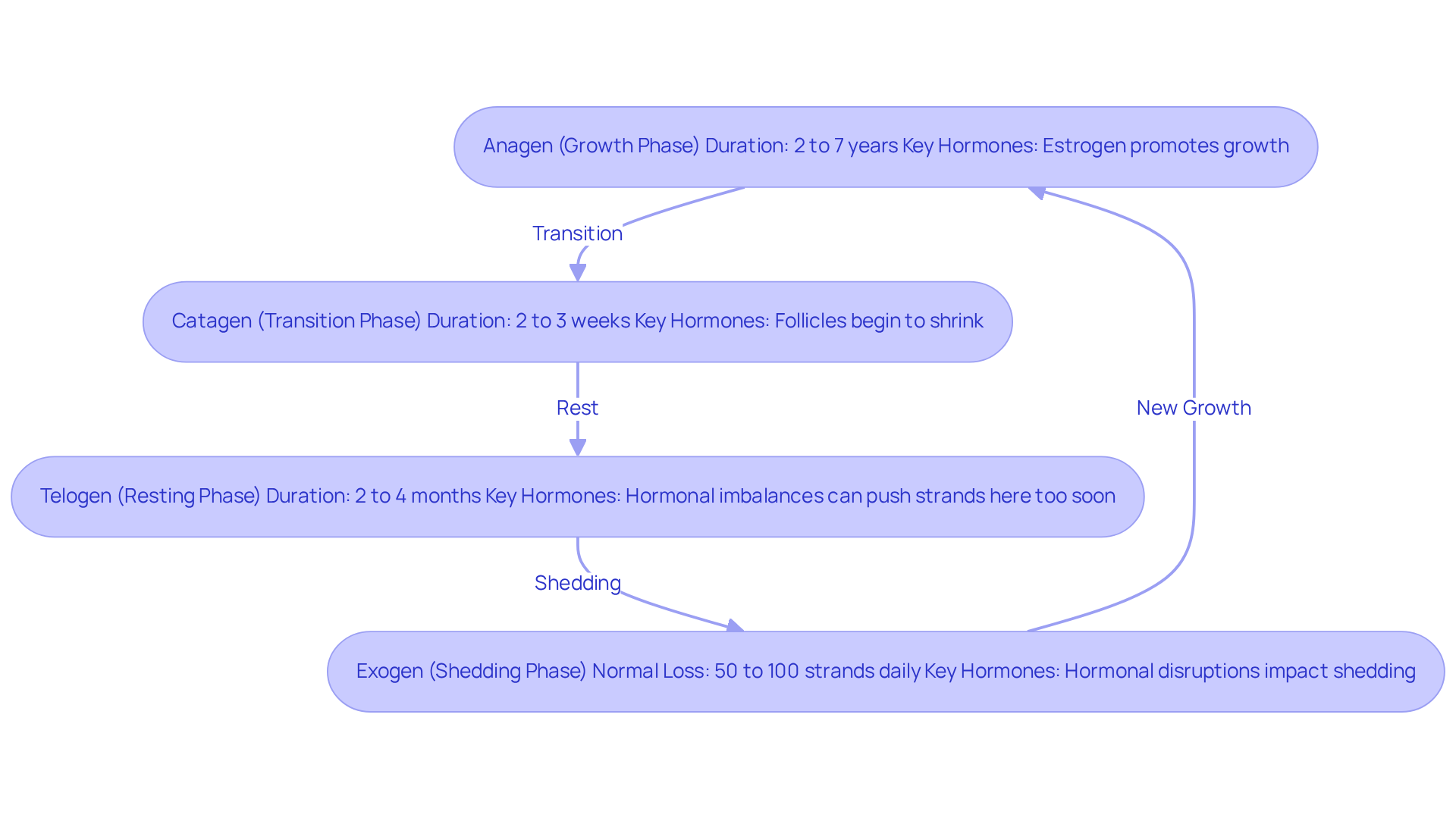 This flowchart shows the four phases of hair growth. Each box represents a phase, and the arrows indicate how they connect. The descriptions inside each box explain what happens during that phase and how hormones can affect it.