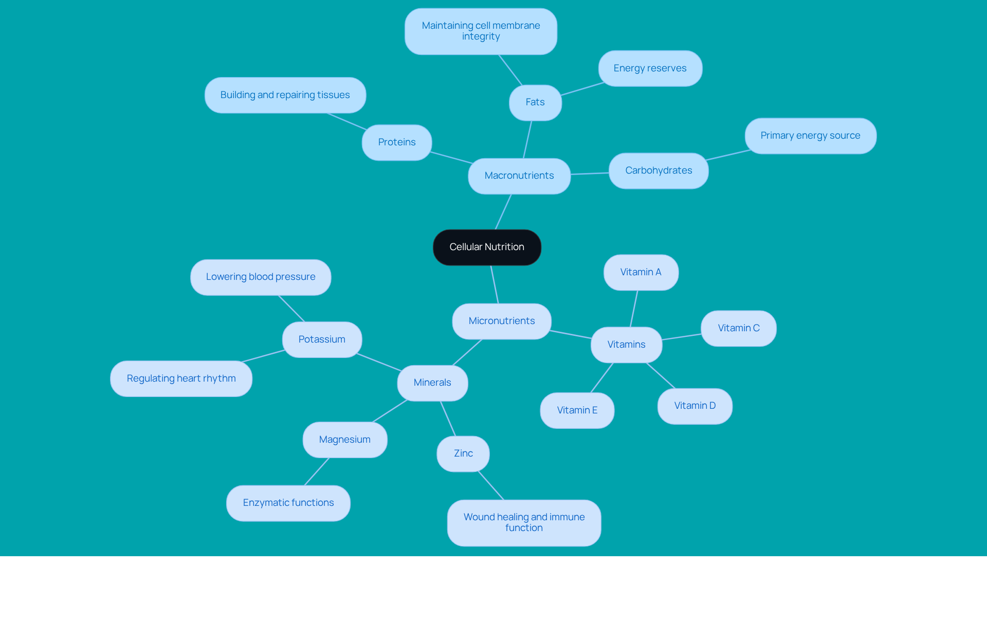 The central node represents cellular nutrition, with branches showing the main nutrient types and their specific roles. Each color-coded branch helps you see how different nutrients contribute to our health. The central node represents cellular nutrition, with branches showing the main nutrient types and their specific roles. Each color-coded branch helps you see how different nutrients contribute to our health.