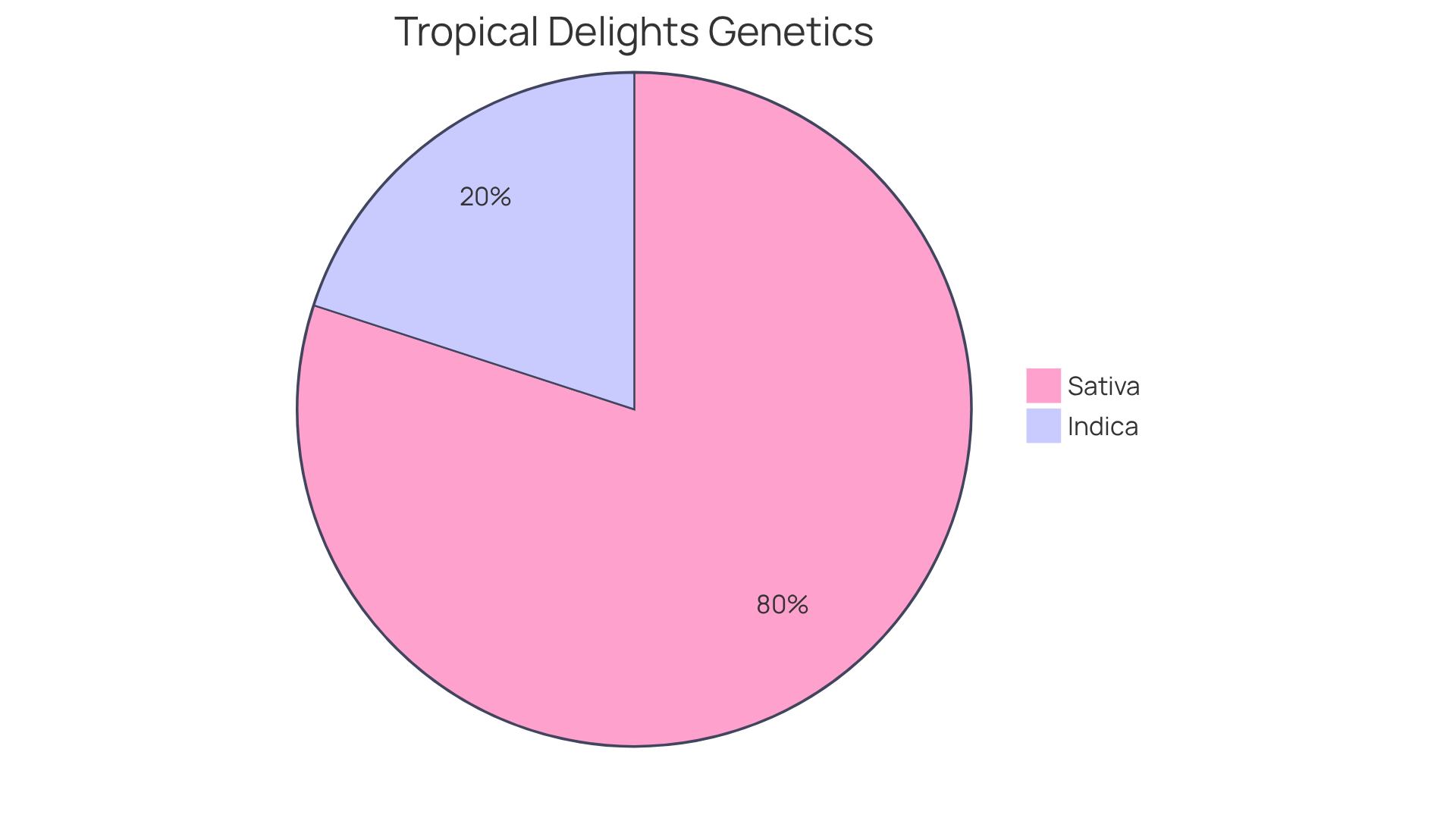 This pie chart shows the makeup of the Tropical Delights strain — the larger green slice represents the sativa content, while the smaller purple slice shows the indica content. Together, they form the complete genetic profile of this unique cannabis strain.