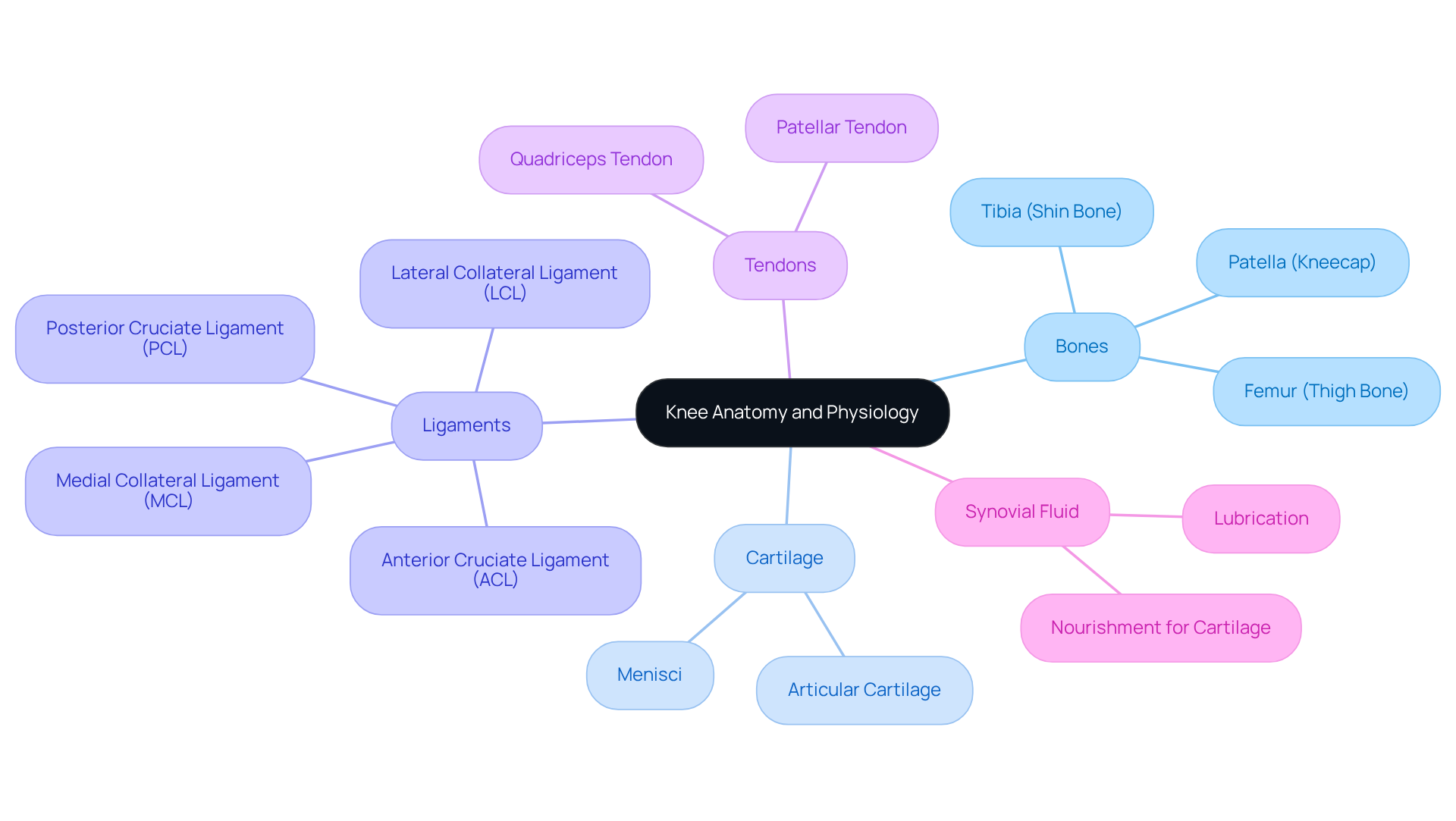 The central node represents the knee joint, while the branches show its key components. Each color-coded branch highlights a different part of the knee, helping you understand how they work together to support movement and stability. The central node represents the knee joint, while the branches show its key components. Each color-coded branch highlights a different part of the knee, helping you understand how they work together to support movement and stability.