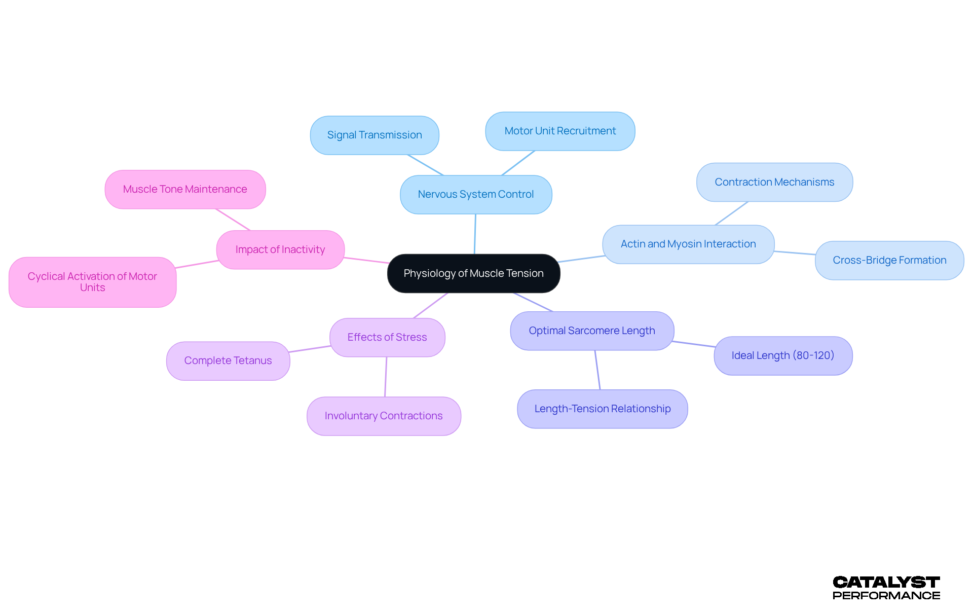The central node represents the main topic of muscle tension. Each branch explores a different aspect of how muscle tension is controlled and affected, helping you visualize the connections between these concepts.