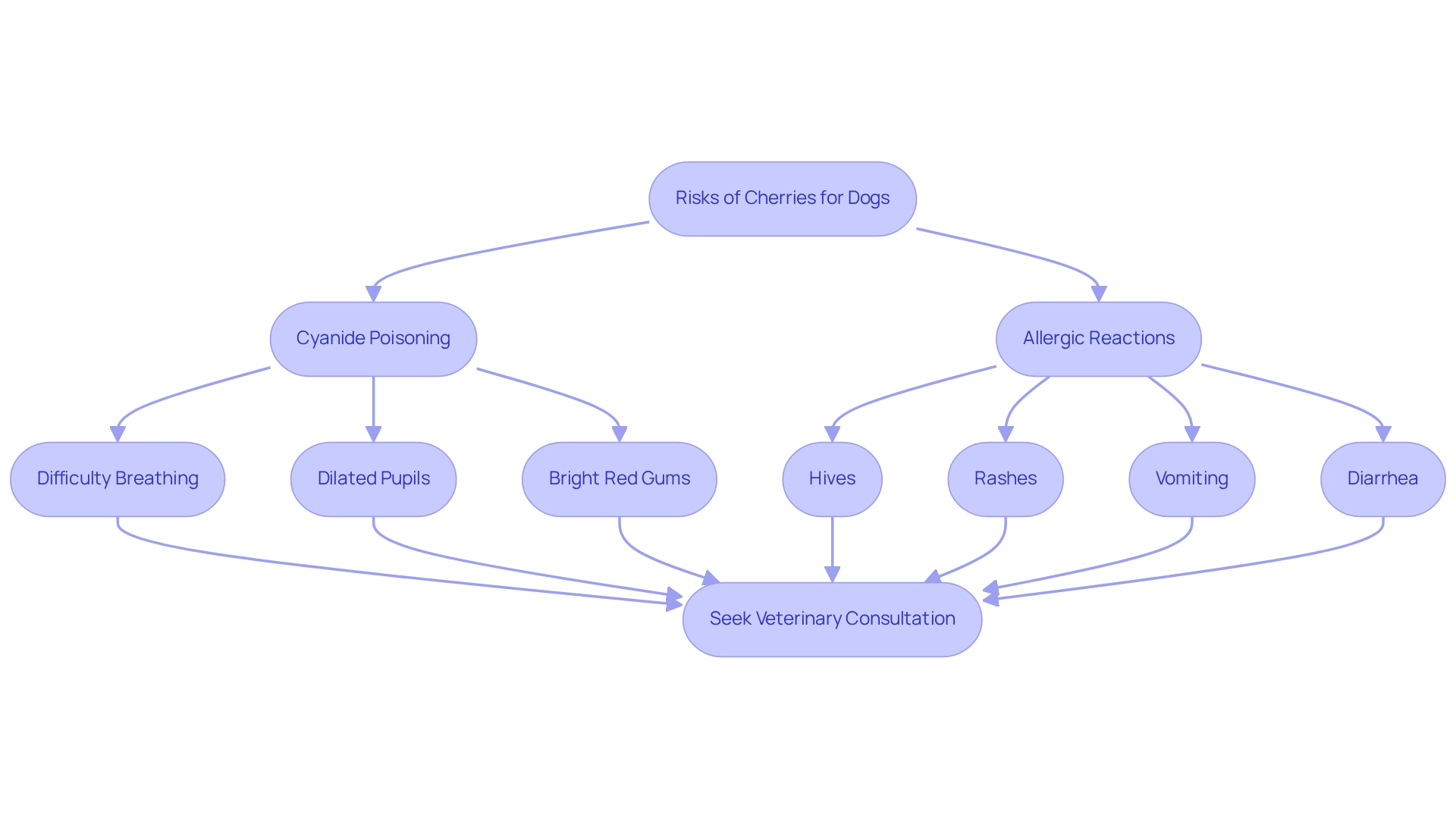 This flowchart guides you through the potential risks of cherries for dogs. Follow the arrows to learn symptoms and what to do if your dog is affected.