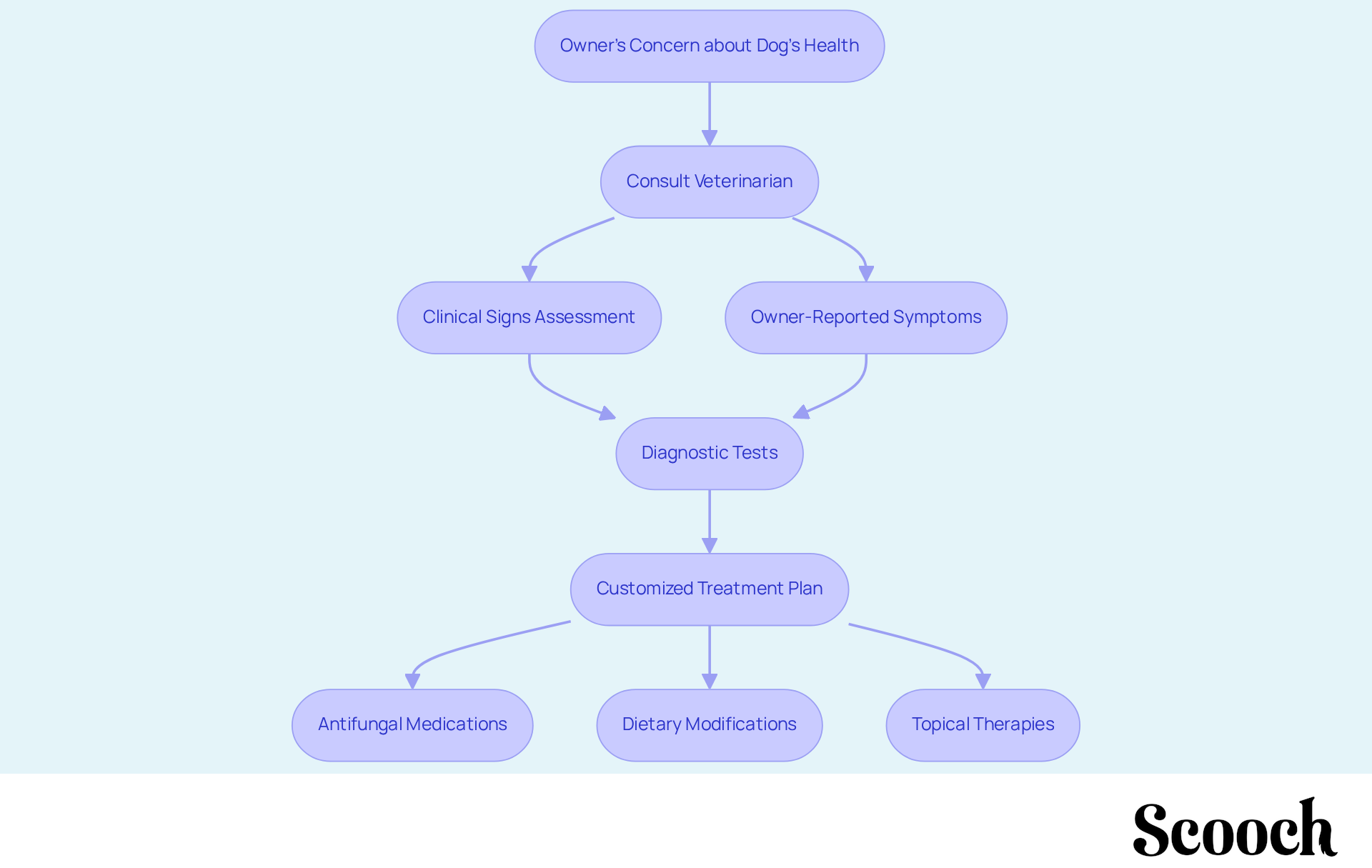 Follow the arrows to see how a dog's health concern leads to a series of steps that ensure effective treatment. Each box represents a stage in the process, from initial consultation to tailored treatment options.