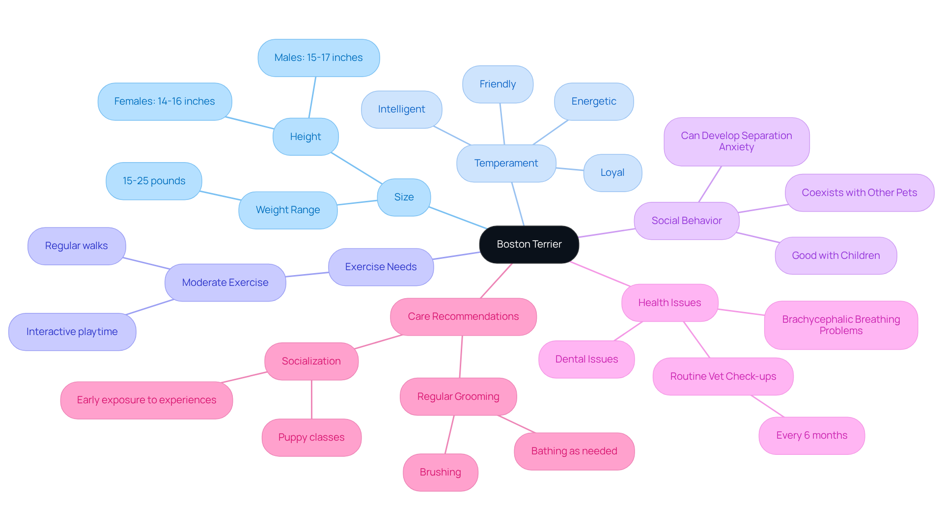 In this mindmap, start at the center with the Boston Terrier. Each branch represents a key feature or requirement, with sub-branches providing more details. This helps you see why they're great for apartment living! In this mindmap, start at the center with the Boston Terrier. Each branch represents a key feature or requirement, with sub-branches providing more details. This helps you see why they're great for apartment living!