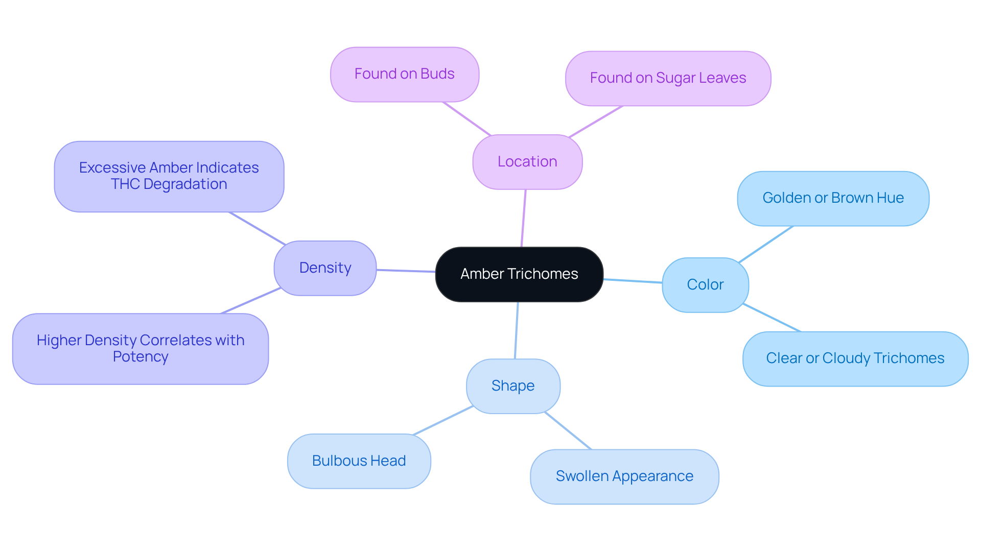 At the center is the main topic of amber trichomes. Each branch represents a characteristic that helps you evaluate the quality of cannabis, with further details branching out from each main point.