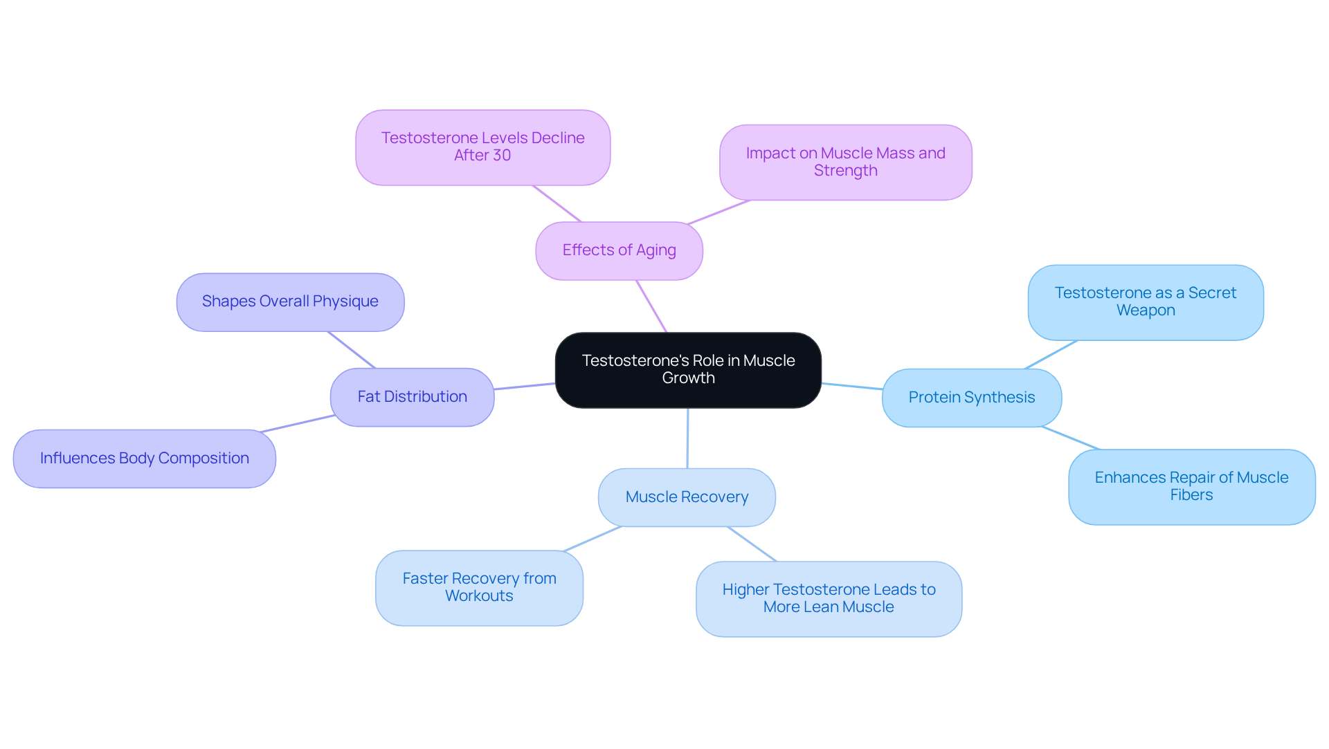 The central node represents the main topic, while the branches show different aspects of how testosterone affects muscle growth and overall fitness. Follow the branches to explore each area and see how they connect back to the main idea.