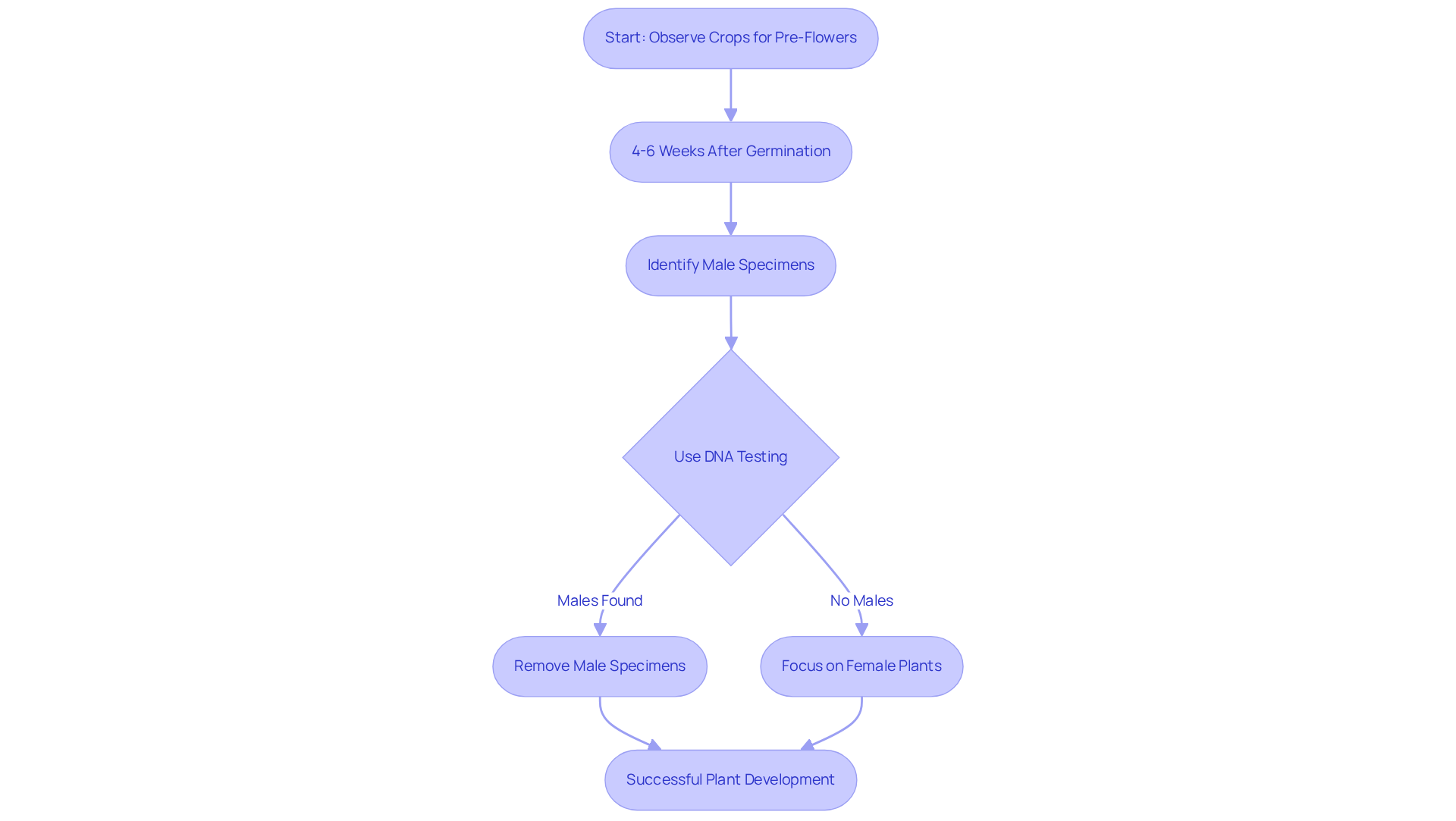 Follow the arrows to understand the process: start with observing your plants, identify males, and make decisions based on what you find to ensure the best harvest.