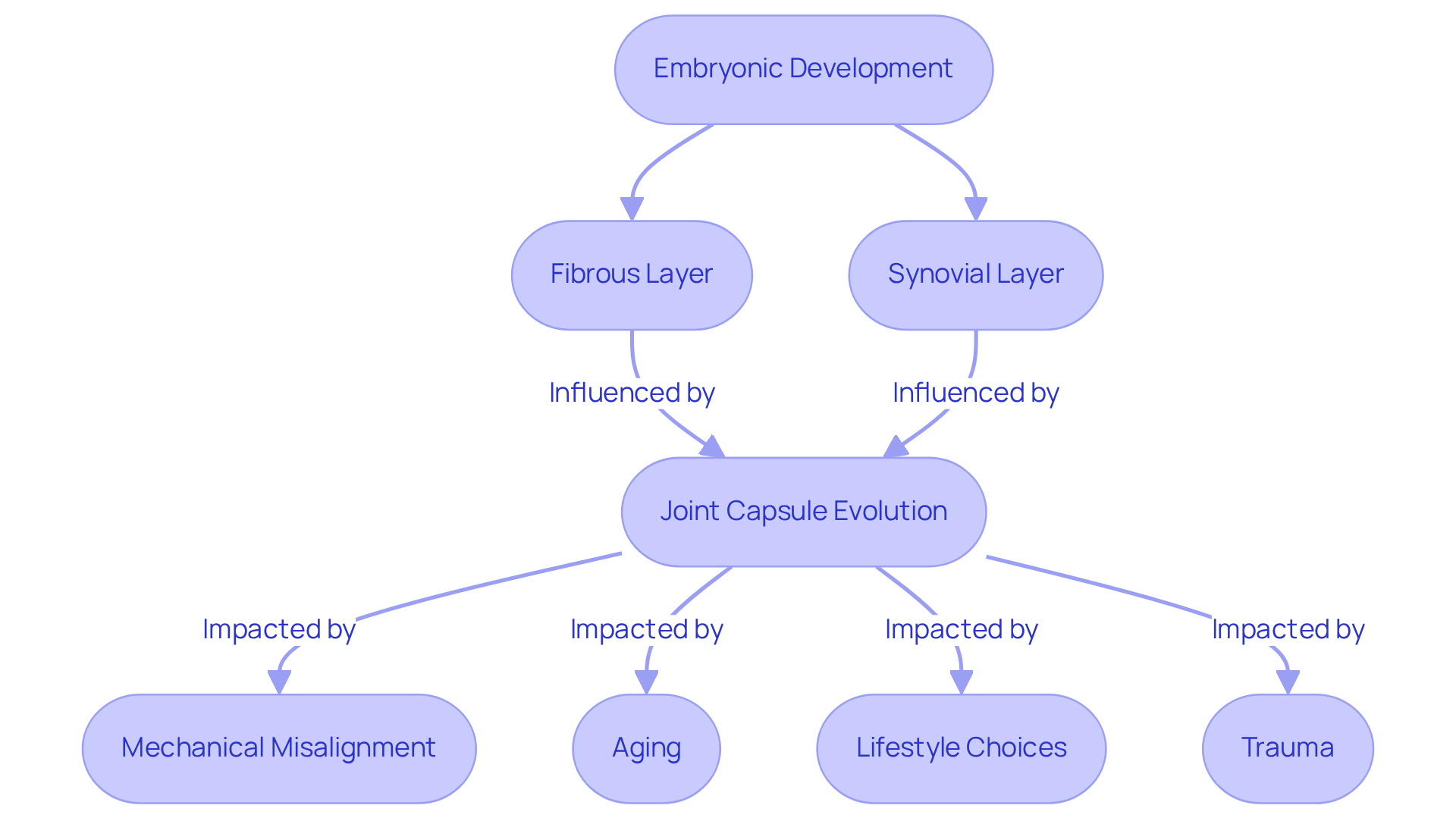 This flowchart outlines the journey of the joint capsule's development, starting from embryonic tissue and branching into layers and factors that affect mobility. Follow the arrows to see how each stage connects and influences the next.