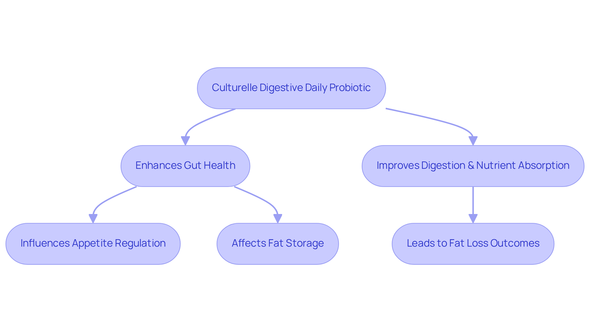 This flowchart illustrates how taking Culturelle Digestive Daily Probiotic can enhance gut health, which in turn improves digestion and nutrient absorption. Follow the arrows to see how these benefits can lead to better appetite control and fat loss.
