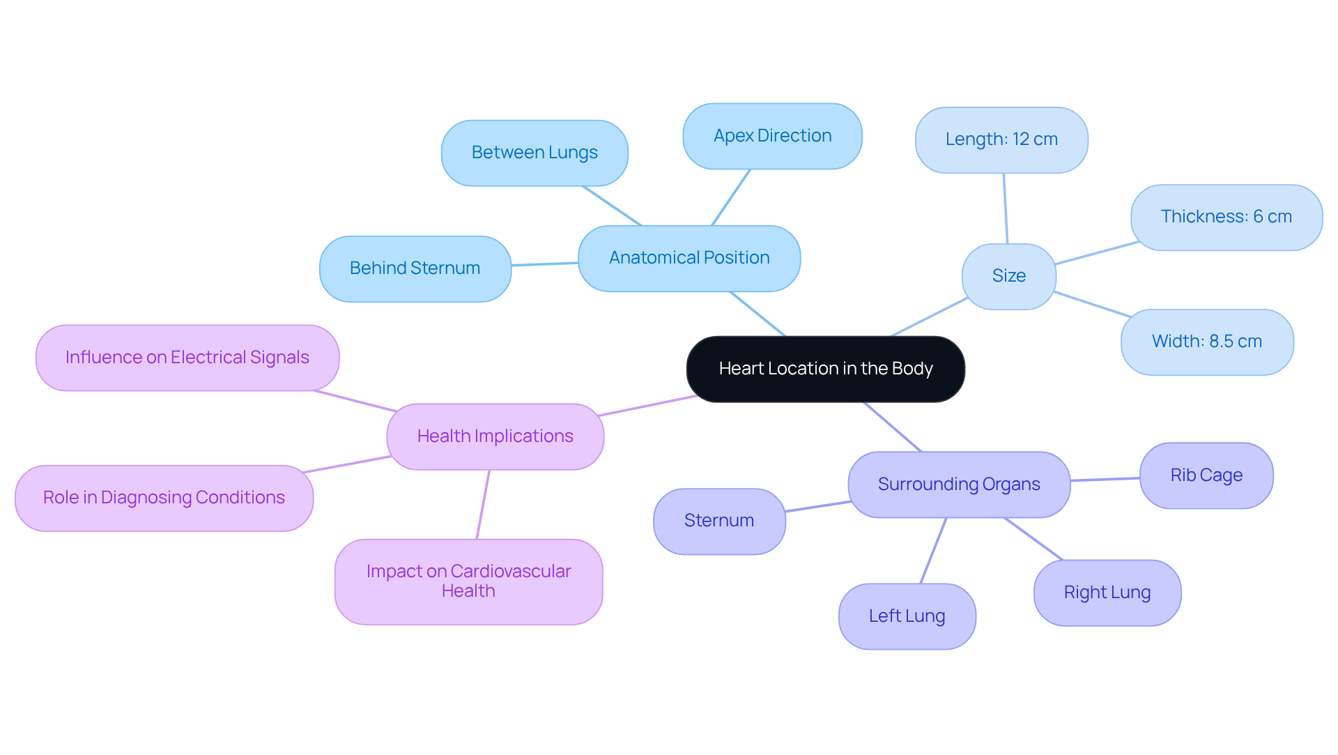 The central node represents the heart's location, with branches showing its position relative to other organs and its size. Each branch highlights important aspects that affect cardiovascular health.