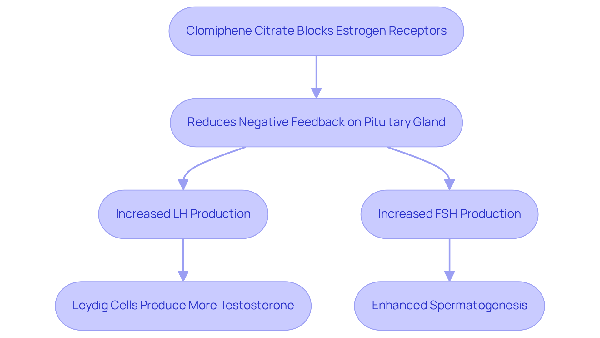 Follow the arrows to see how clomiphene citrate affects hormone levels and fertility. Each step shows how one action leads to the next, ultimately boosting testosterone and sperm production.