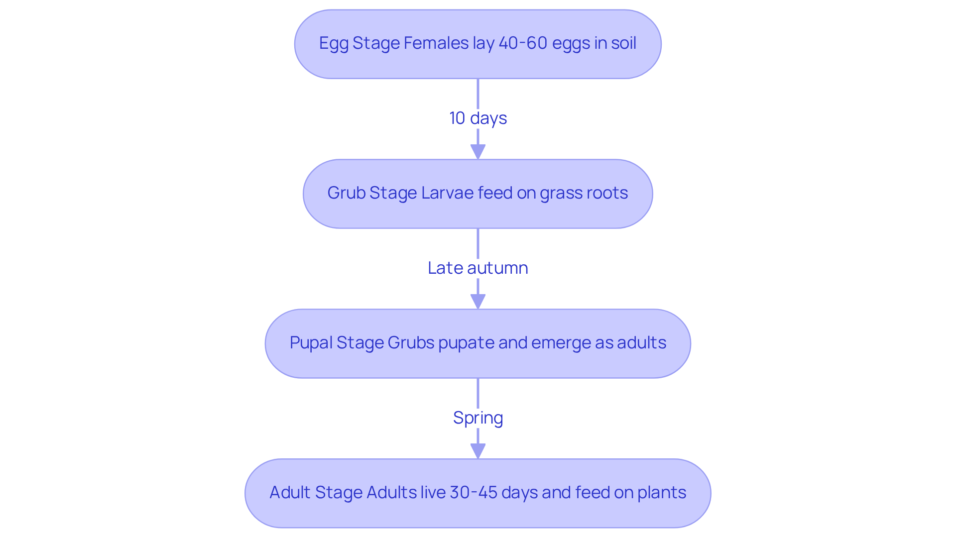 Follow the arrows to see how the Japanese beetle develops from an egg to an adult. Each box shows what happens at that stage, helping you understand when to take action against this pest.