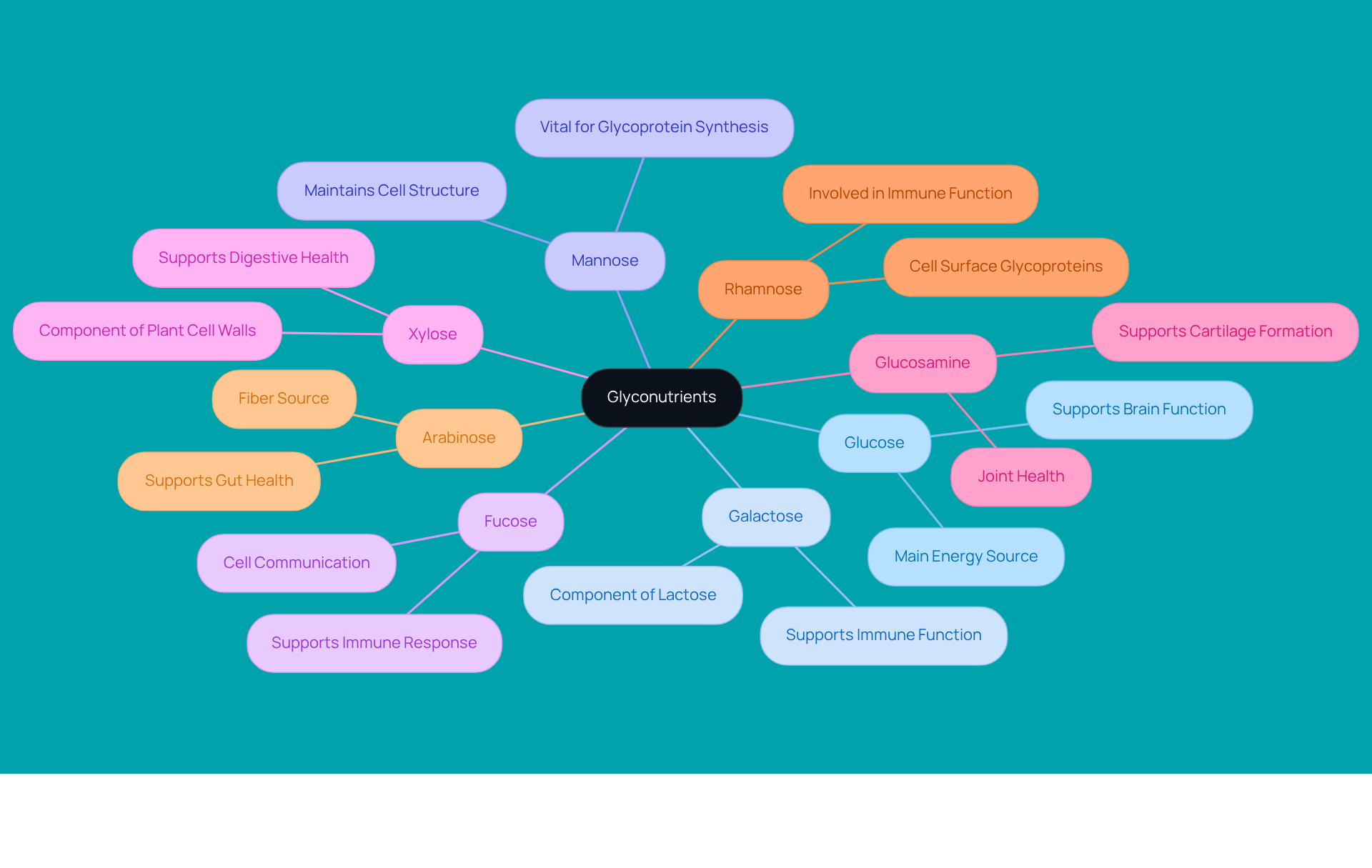 The central node represents glyconutrients, while each branch shows a specific sugar and its role in health. This layout helps you understand how these sugars contribute to our well-being.
