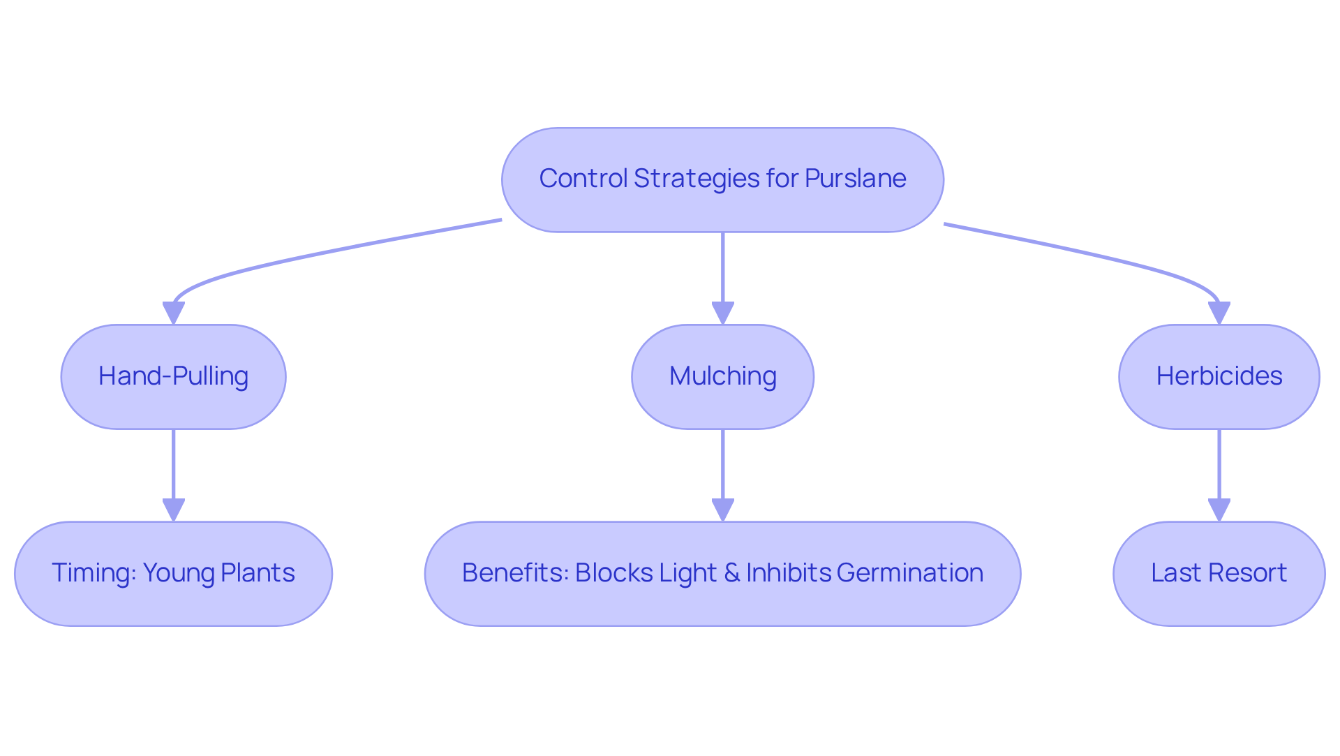 Follow the arrows to see the recommended steps for managing purslane in your garden. Each box represents a strategy, and the notes provide additional tips on how to implement them effectively. Follow the arrows to see the recommended steps for managing purslane in your garden. Each box represents a strategy, and the notes provide additional tips on how to implement them effectively.