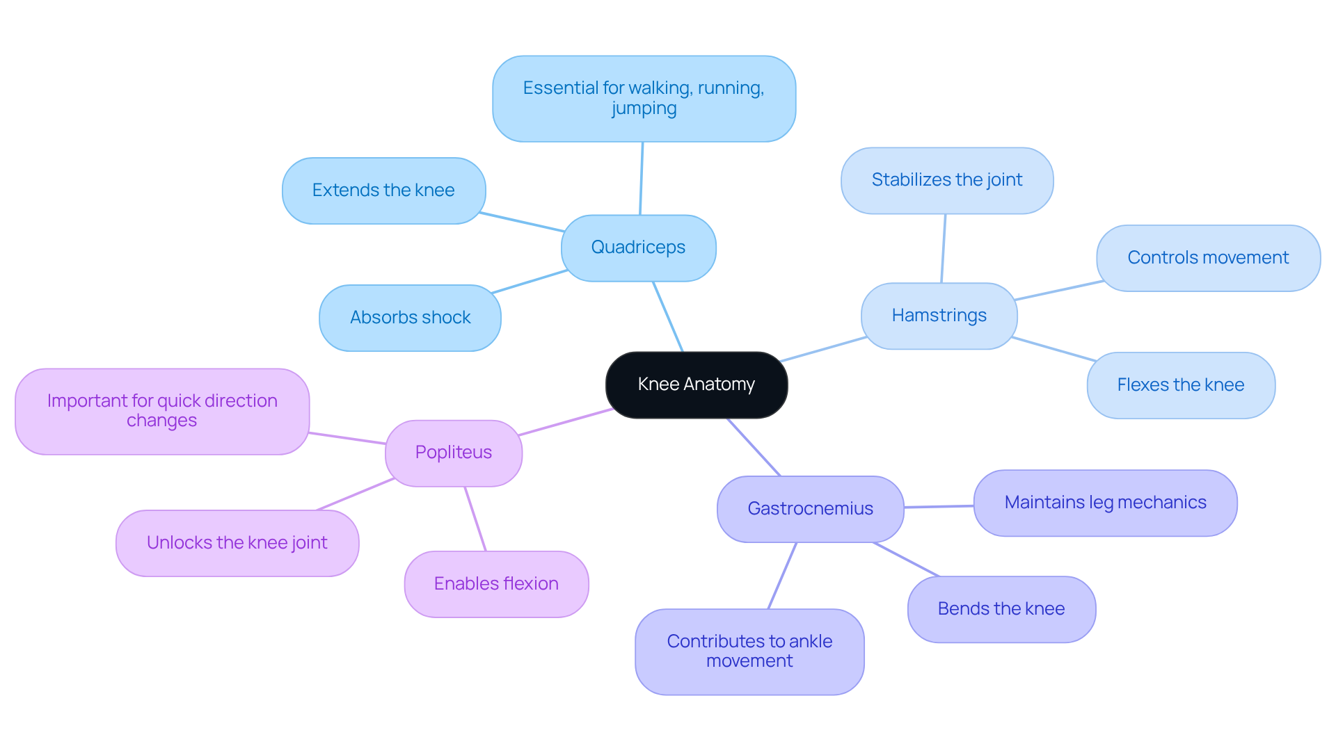 This mindmap starts with the main topic of knee anatomy at the center. Each branch represents a key muscle, and the sub-branches explain what each muscle does. This visual helps you see how these muscles work together to support knee function and overall joint health. This mindmap starts with the main topic of knee anatomy at the center. Each branch represents a key muscle, and the sub-branches explain what each muscle does. This visual helps you see how these muscles work together to support knee function and overall joint health.