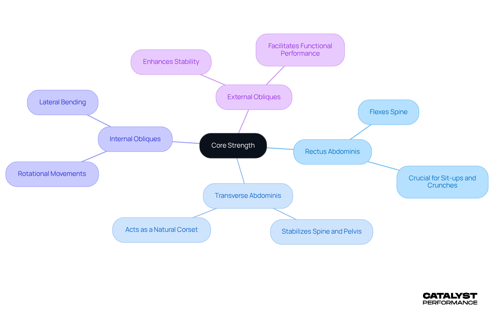 The central node represents core strength, with branches showing each muscle group. Each muscle's function is detailed in sub-branches, helping you understand how they contribute to stability and movement. The central node represents core strength, with branches showing each muscle group. Each muscle's function is detailed in sub-branches, helping you understand how they contribute to stability and movement.