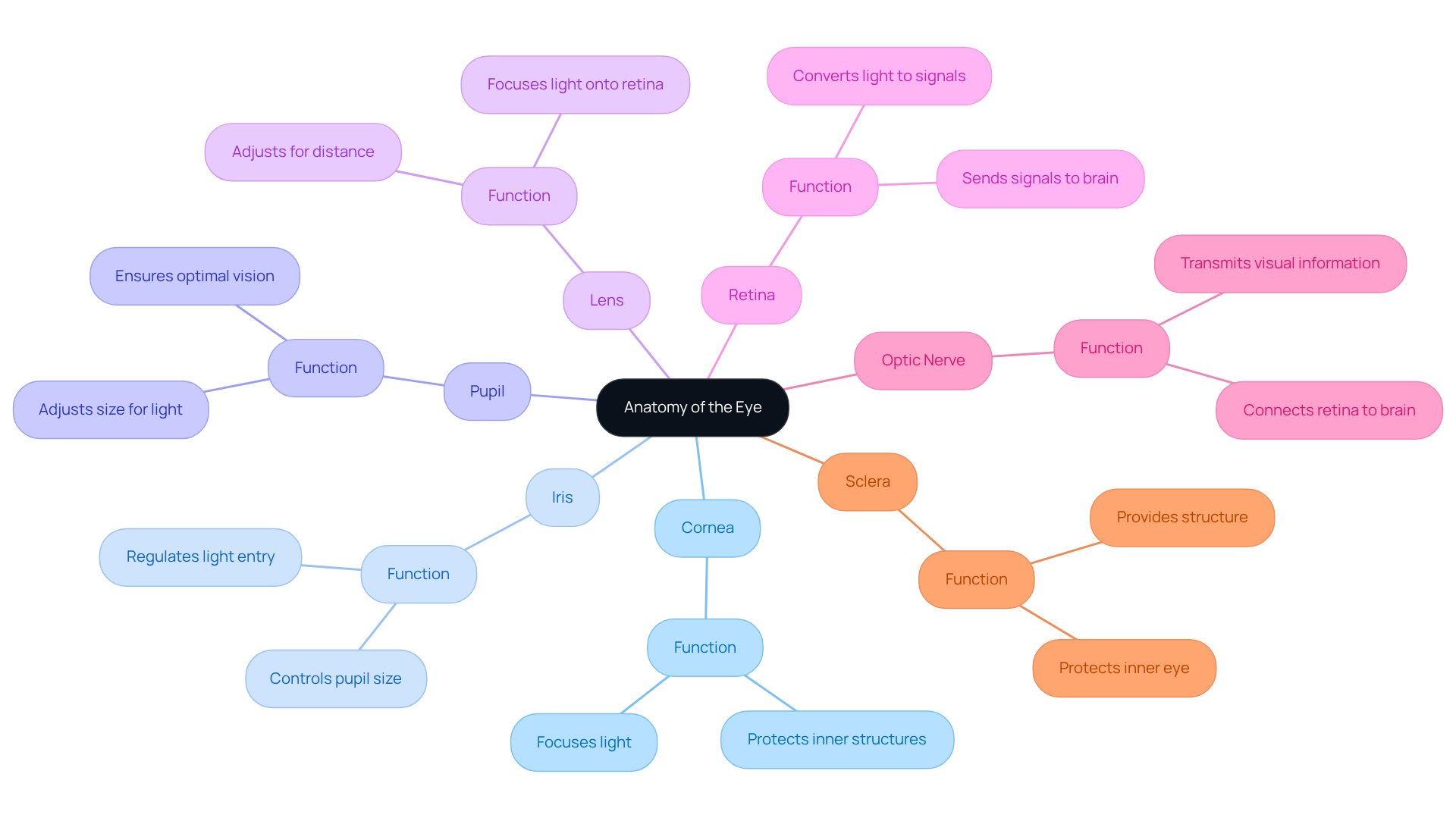The central node represents the overall topic, while each branch shows a different part of the eye. The sub-branches explain what each part does, helping you understand how they all work together to help us see.