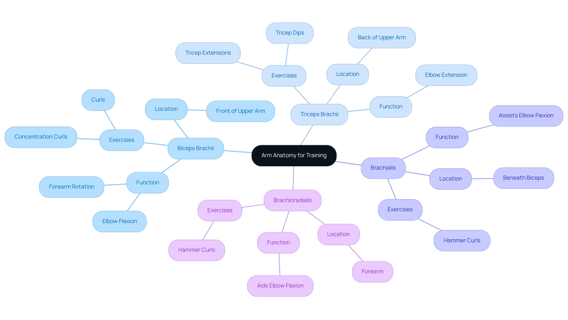 The central node represents the overall topic, with branches showing the four key muscle groups and their respective roles in arm training.