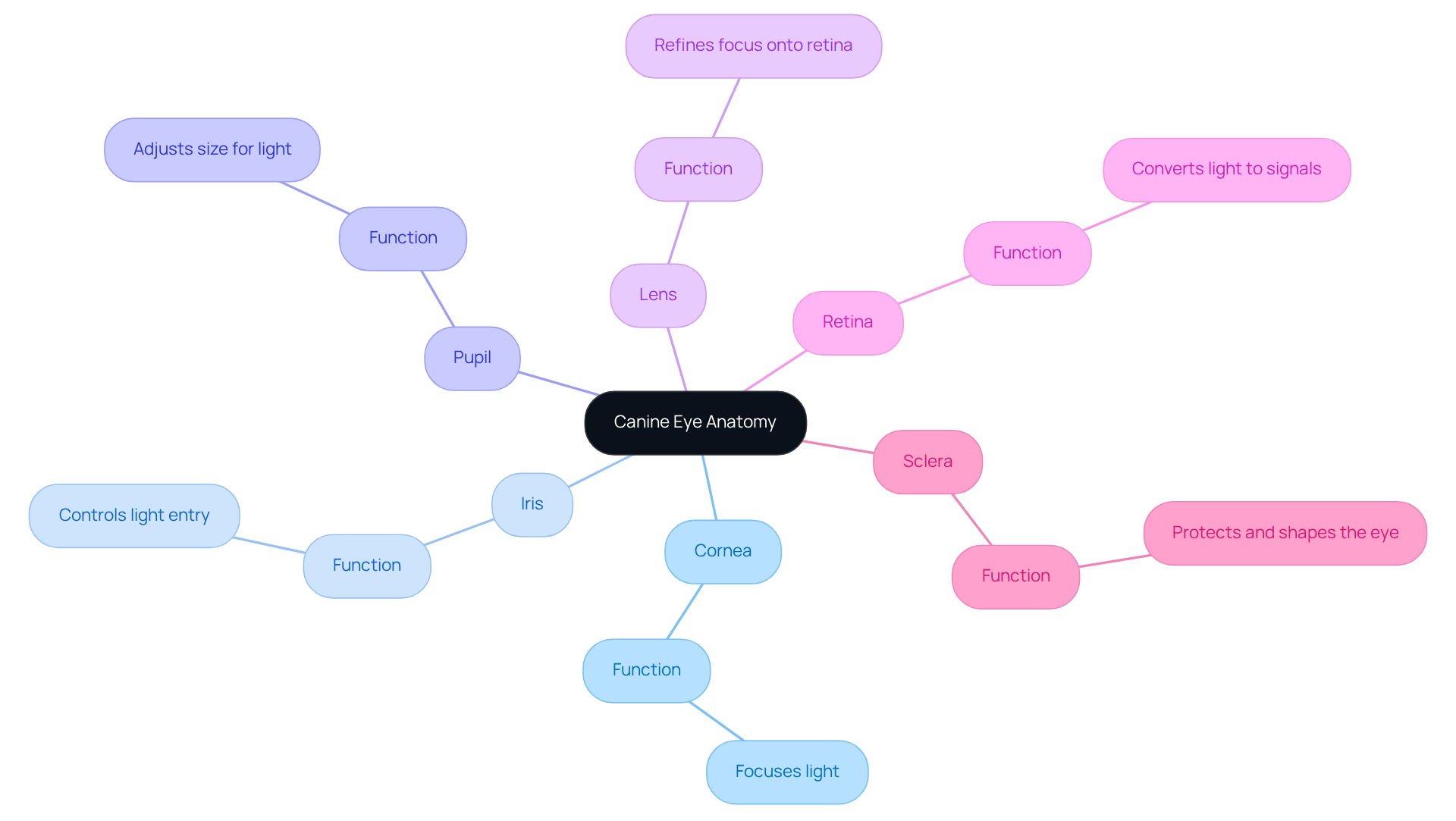 The central node represents the overall topic of canine eye anatomy, while each branching component shows specific parts of the eye and their functions. This helps you see how everything connects and contributes to your dog's vision and health.