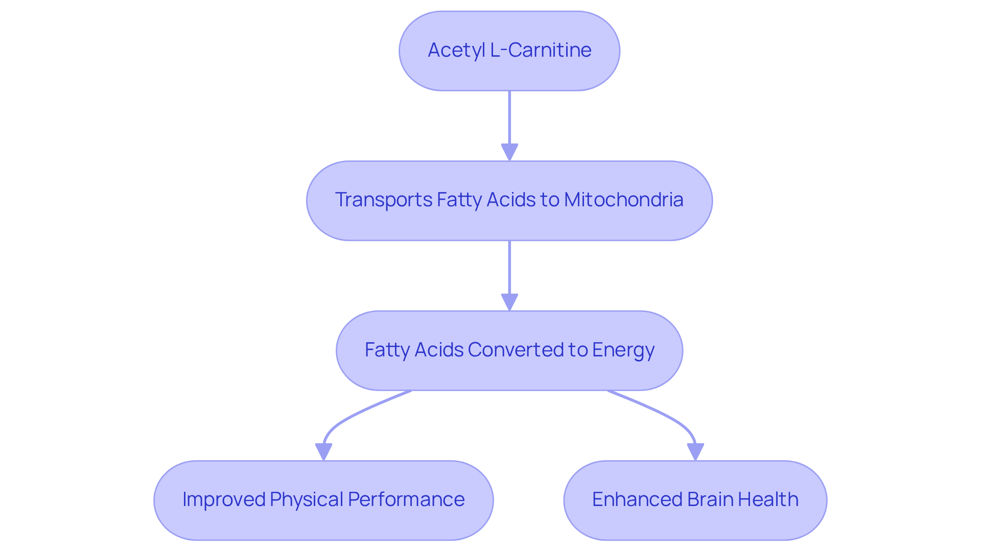 This flowchart shows how Acetyl L-Carnitine works: it helps transport fatty acids into the mitochondria, where they are turned into energy. This process leads to better physical performance and brain health, helping you feel more energetic.