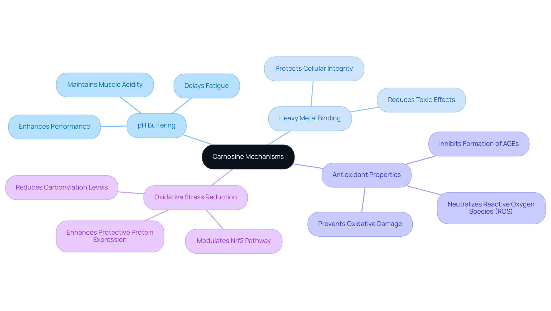 The central node represents carnosine, while the branches show its various health benefits. Each sub-branch provides more detail on how carnosine works in the body, helping you understand its importance for health and vitality. The central node represents carnosine, while the branches show its various health benefits. Each sub-branch provides more detail on how carnosine works in the body, helping you understand its importance for health and vitality.