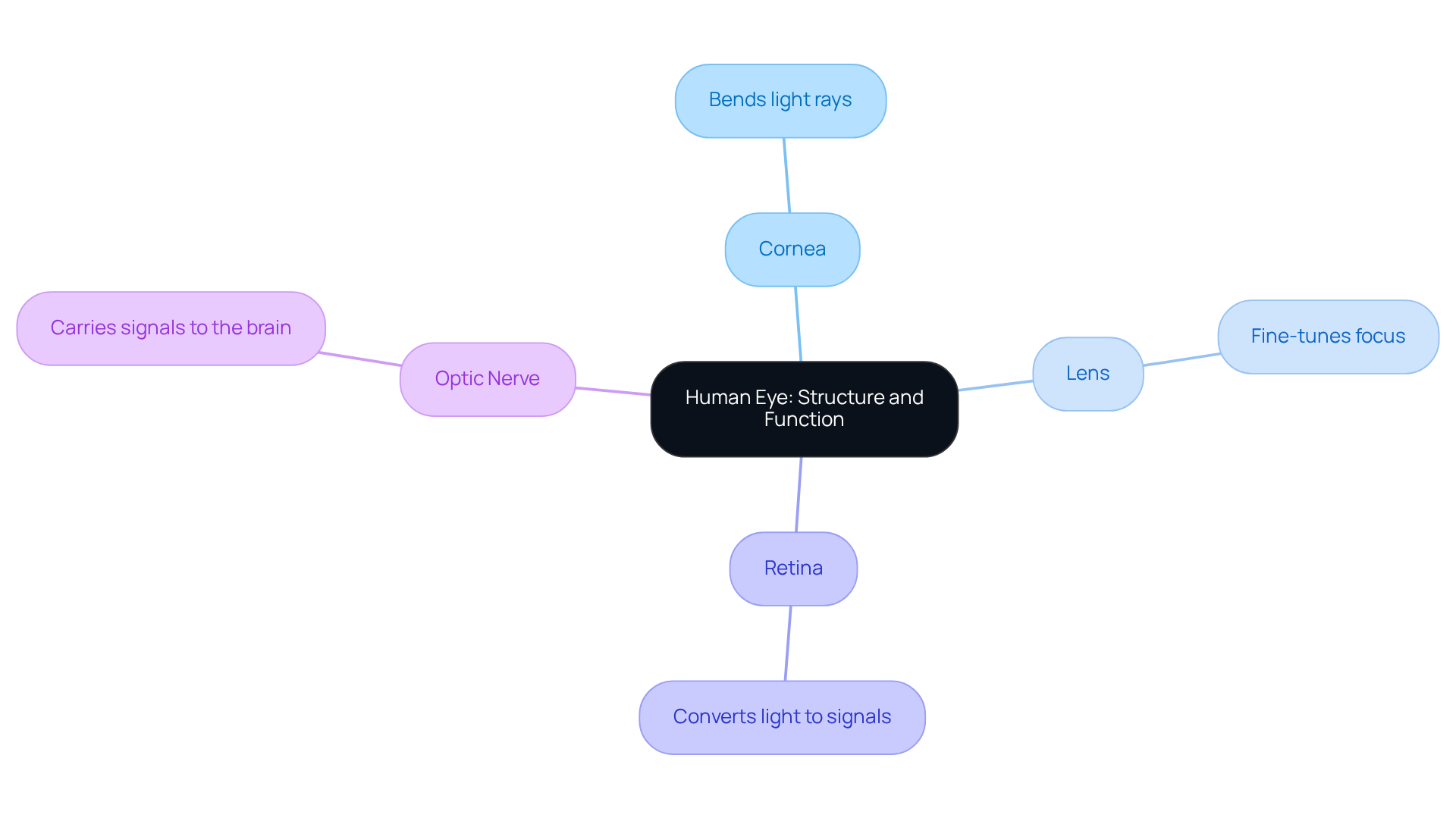 The central node represents the human eye, while the branches show its key parts. Each part has a specific role in helping us see, and the sub-branches explain what those roles are. The central node represents the human eye, while the branches show its key parts. Each part has a specific role in helping us see, and the sub-branches explain what those roles are.