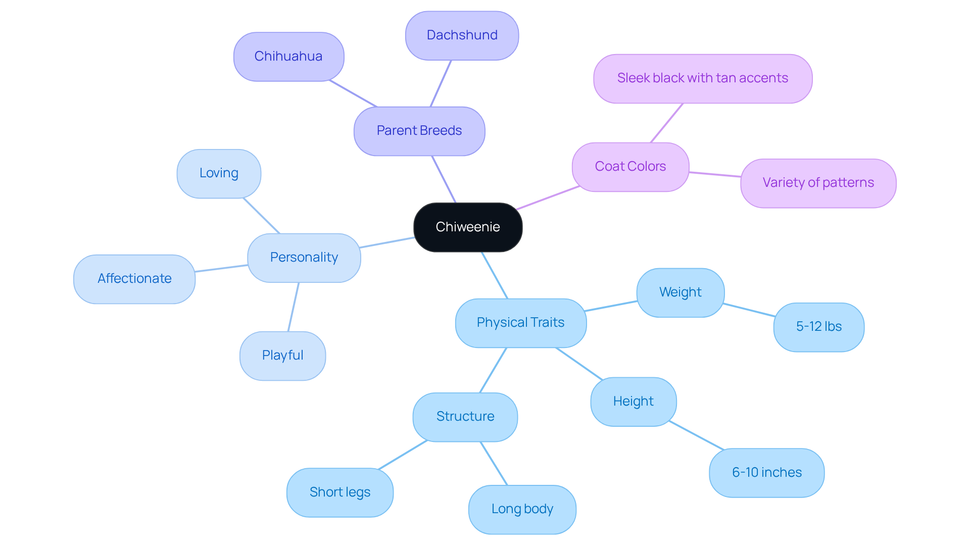 This mindmap highlights the key characteristics of the Chiweenie, from its size and physical traits to its loving personality. Each branch connects to the central idea, making it easy to see how everything relates.
