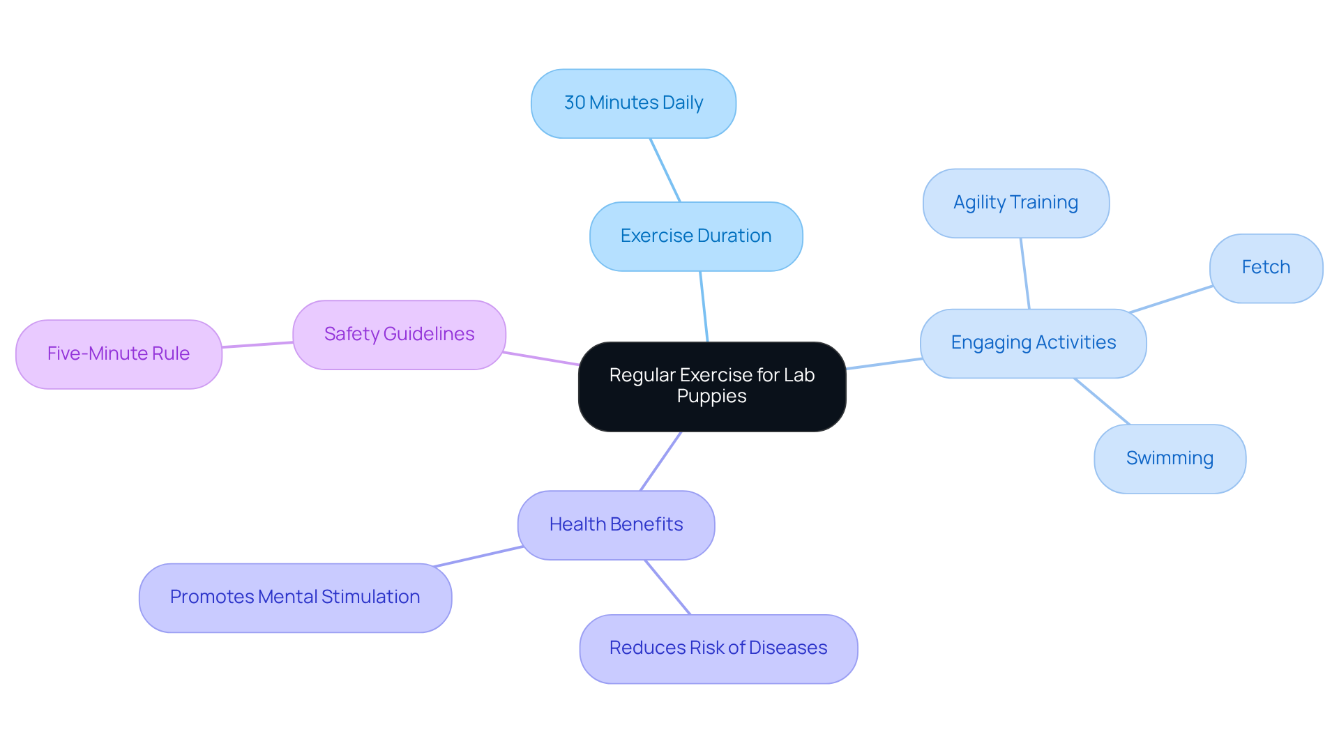 This mindmap shows how different aspects of exercise for lab puppies connect. Start in the middle, then explore each branch to understand how to keep your puppy active and healthy!