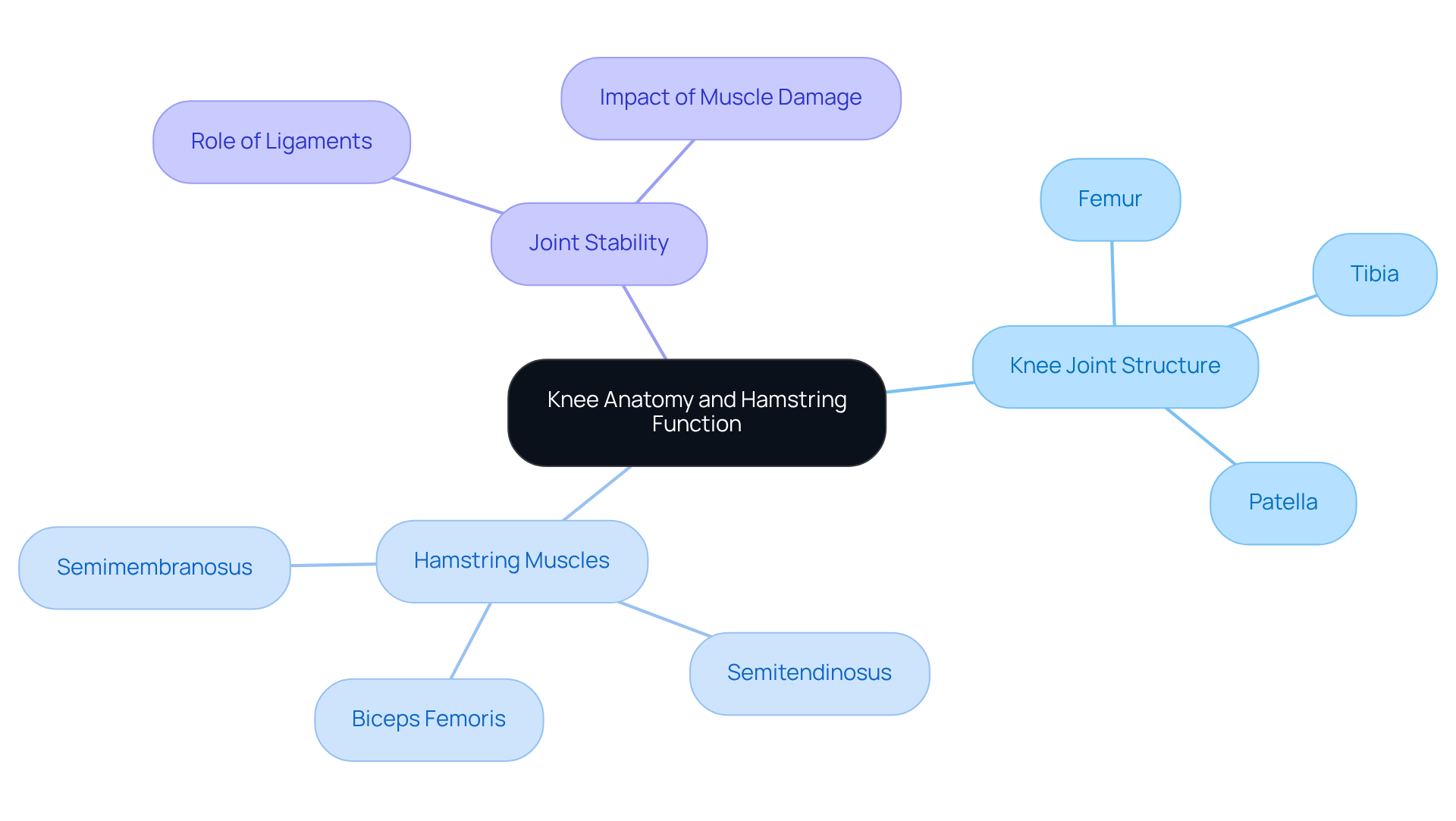 The central node represents the main topic, while branches show the key components of knee anatomy and hamstring function. Each sub-branch provides details about specific muscles and their roles, helping you understand how they work together for knee stability.