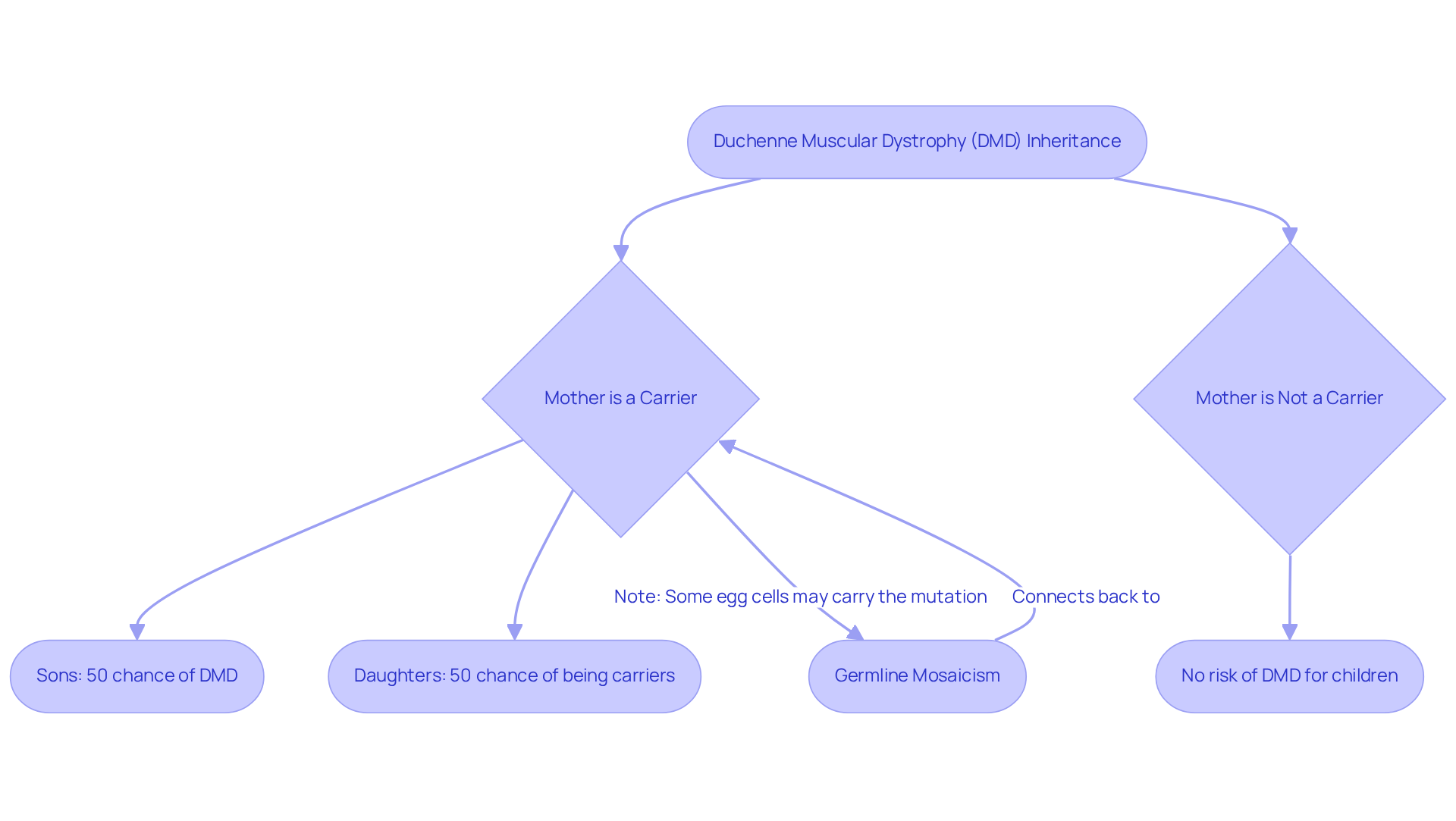 This flowchart illustrates how Duchenne Muscular Dystrophy is inherited. It shows what happens if the mother is a carrier versus if she is not, and highlights the chances for sons and daughters. The note on germline mosaicism explains that even if a mother tests negative as a carrier, she may still have children with DMD. This flowchart illustrates how Duchenne Muscular Dystrophy is inherited. It shows what happens if the mother is a carrier versus if she is not, and highlights the chances for sons and daughters. The note on germline mosaicism explains that even if a mother tests negative as a carrier, she may still have children with DMD.