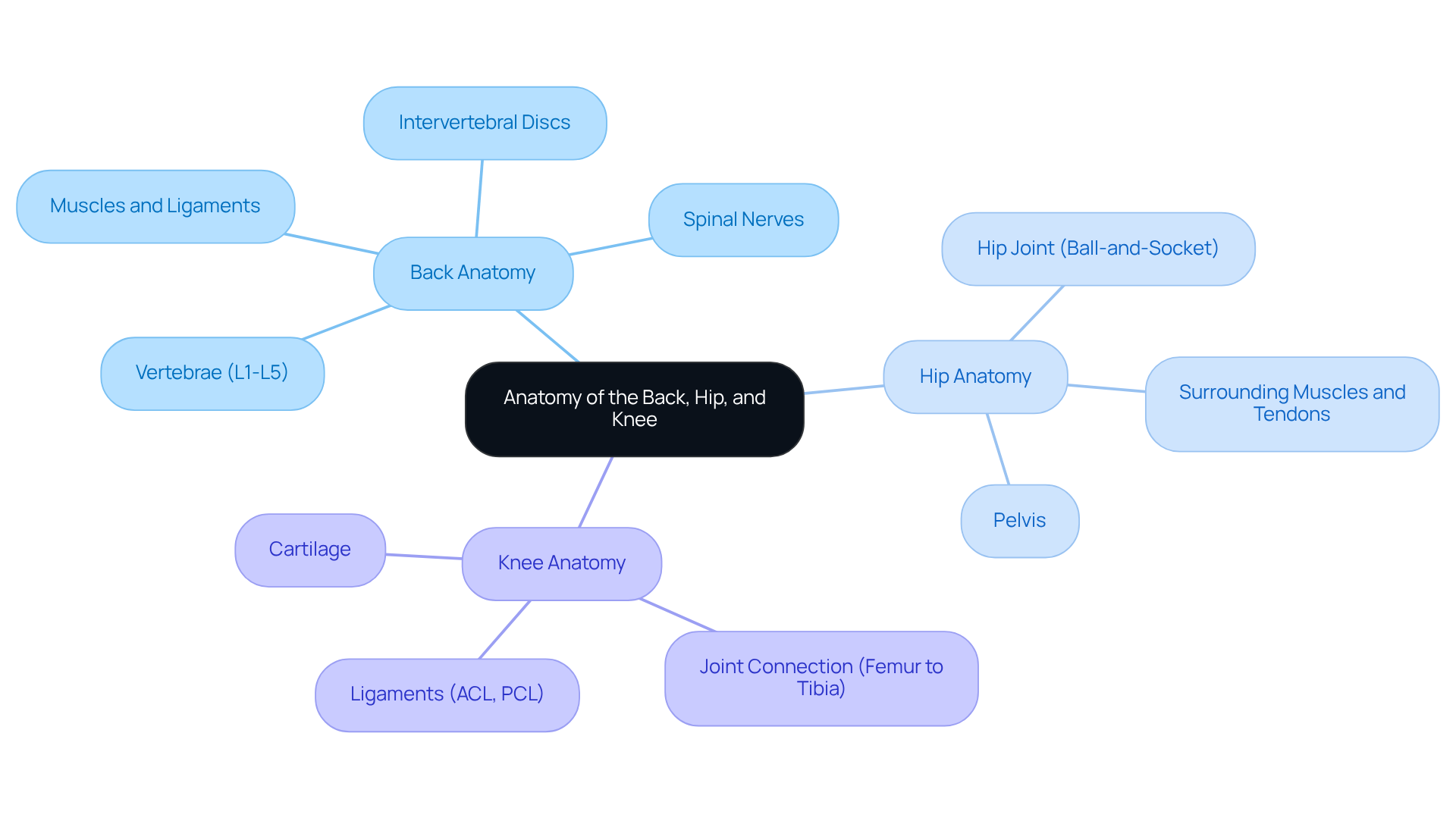 This mindmap shows how the back, hip, and knee are connected. Each branch represents a different area of anatomy, with details about their structures and functions. Follow the branches to see how issues in one area can impact the others.