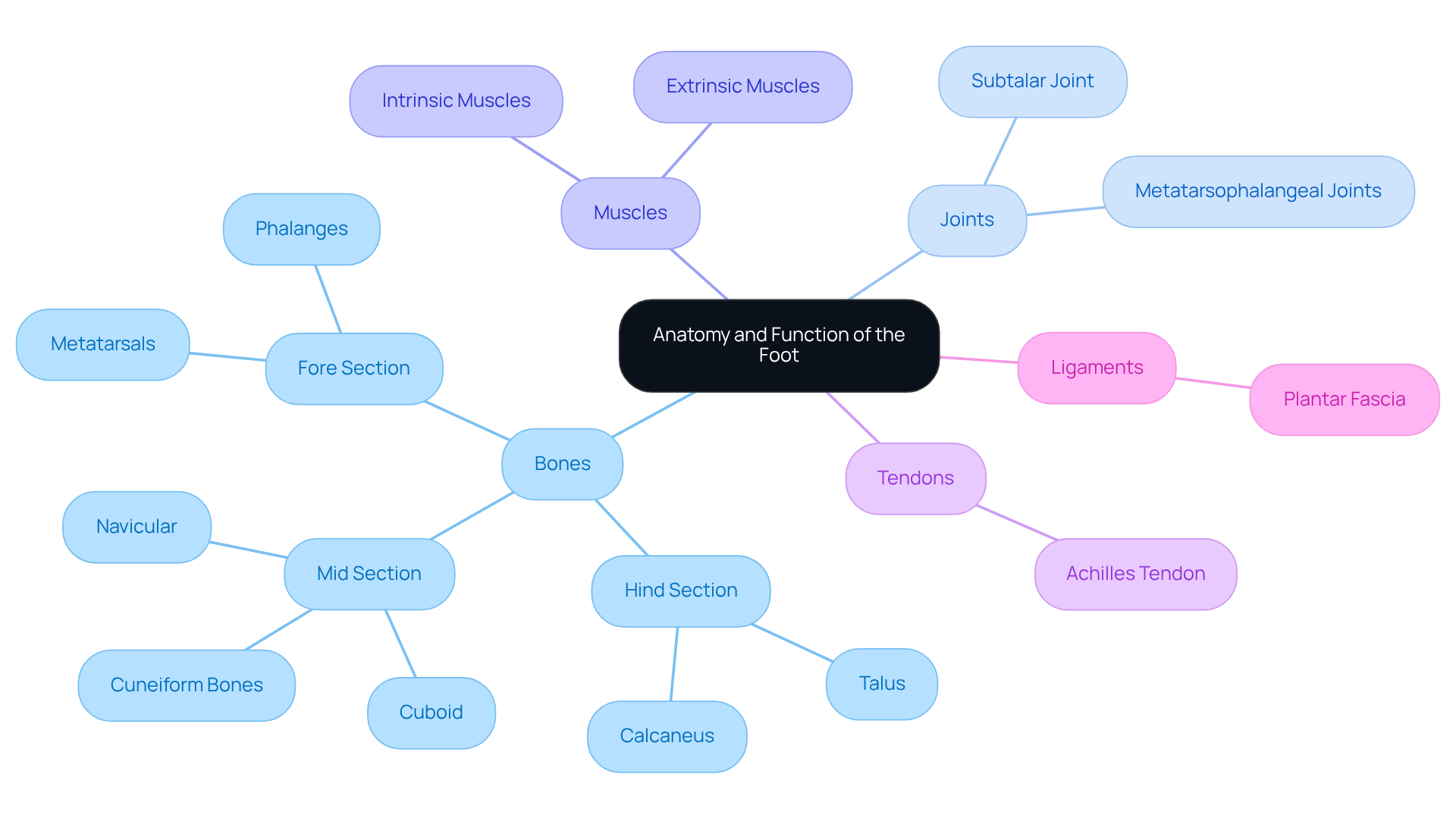 This mindmap illustrates the complex structure of the foot. Start at the center with the main topic, then explore each branch to learn about bones, joints, muscles, tendons, and ligaments. Each sub-branch provides specific details, helping you understand how these components work together to support movement and stability.