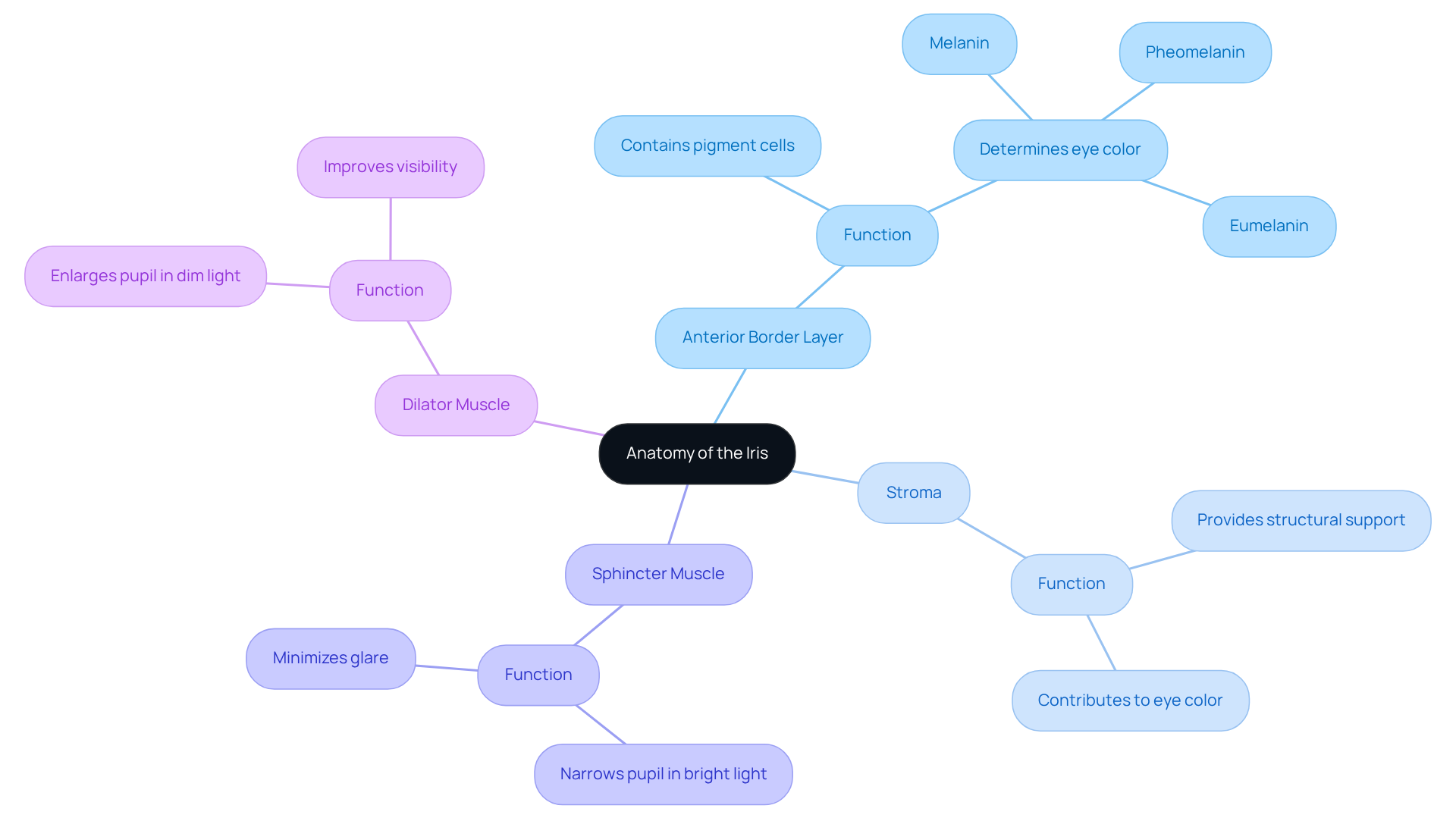 This mindmap illustrates the different parts of the iris and their roles. Start at the center with the iris, then follow the branches to learn about each part and how they contribute to your vision. This mindmap illustrates the different parts of the iris and their roles. Start at the center with the iris, then follow the branches to learn about each part and how they contribute to your vision.