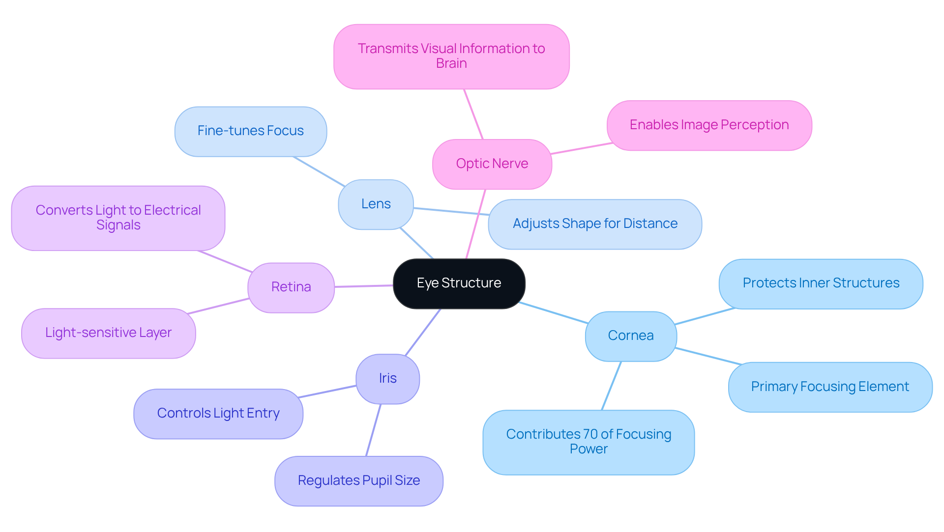 The central node represents the eye, and each branch shows a key part of its structure. Follow the branches to learn about each component's role in vision and eye health. The central node represents the eye, and each branch shows a key part of its structure. Follow the branches to learn about each component's role in vision and eye health.
