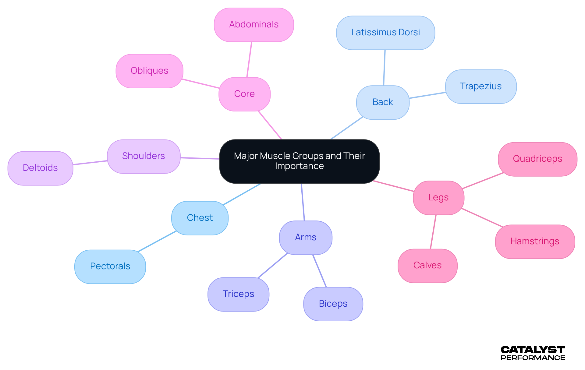 The center represents the overall theme of muscle groups. Each branch shows a major area of the body, and the sub-branches detail specific muscles within those areas. This helps you understand how different parts of your body work together for fitness.