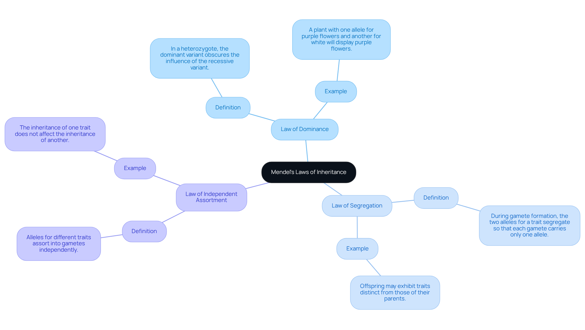 The central node represents Mendel's work, while each branch shows a specific law of inheritance. Definitions and examples help clarify each law's significance and application.