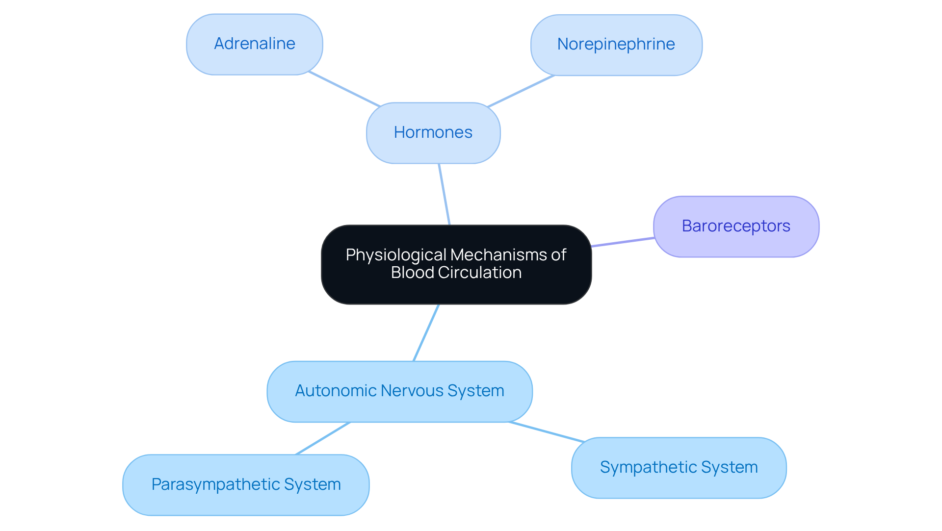 The central node represents the main topic, while branches show how different systems and hormones contribute to blood circulation. Each color-coded branch helps you see the relationships and functions clearly. The central node represents the main topic, while branches show how different systems and hormones contribute to blood circulation. Each color-coded branch helps you see the relationships and functions clearly.
