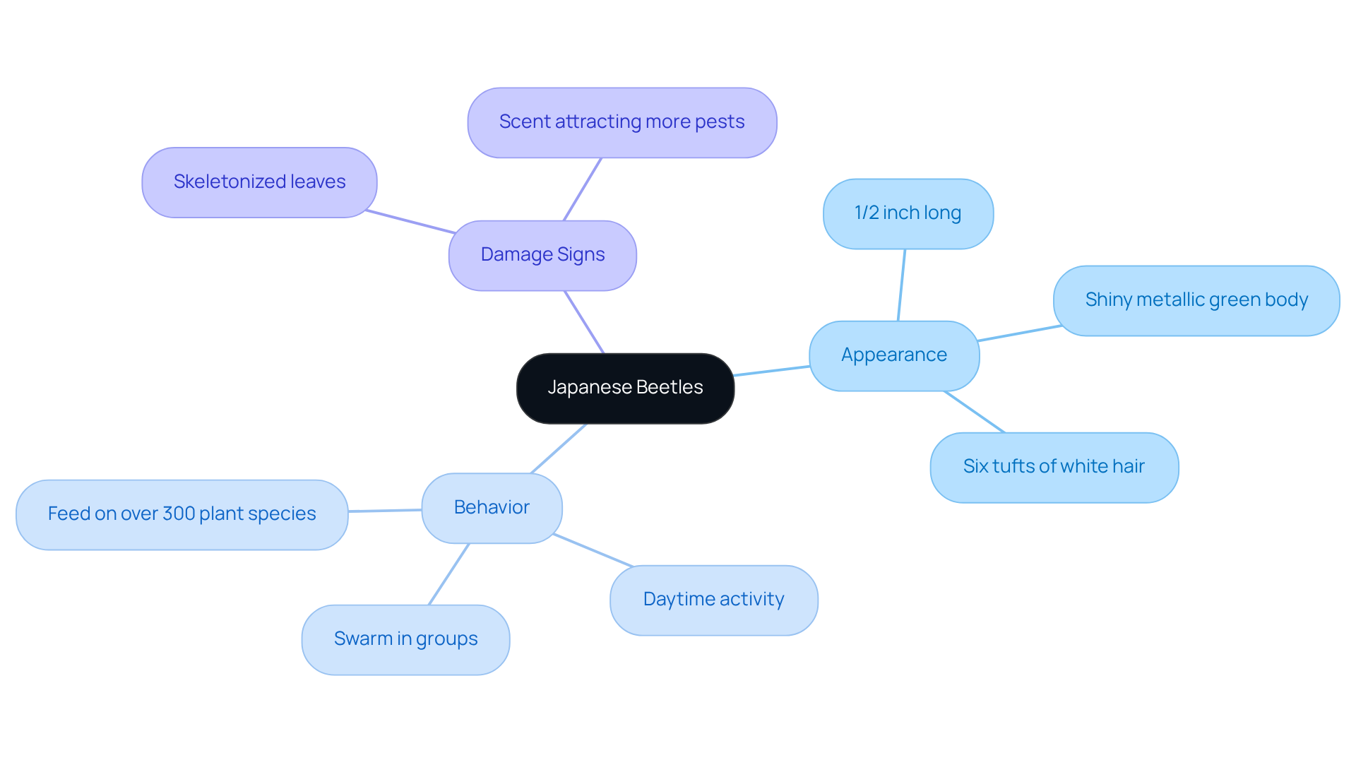 The center shows the main topic, and the branches represent key characteristics. Each sub-branch provides specific details, helping you understand how to identify and manage these pests effectively. The center shows the main topic, and the branches represent key characteristics. Each sub-branch provides specific details, helping you understand how to identify and manage these pests effectively.
