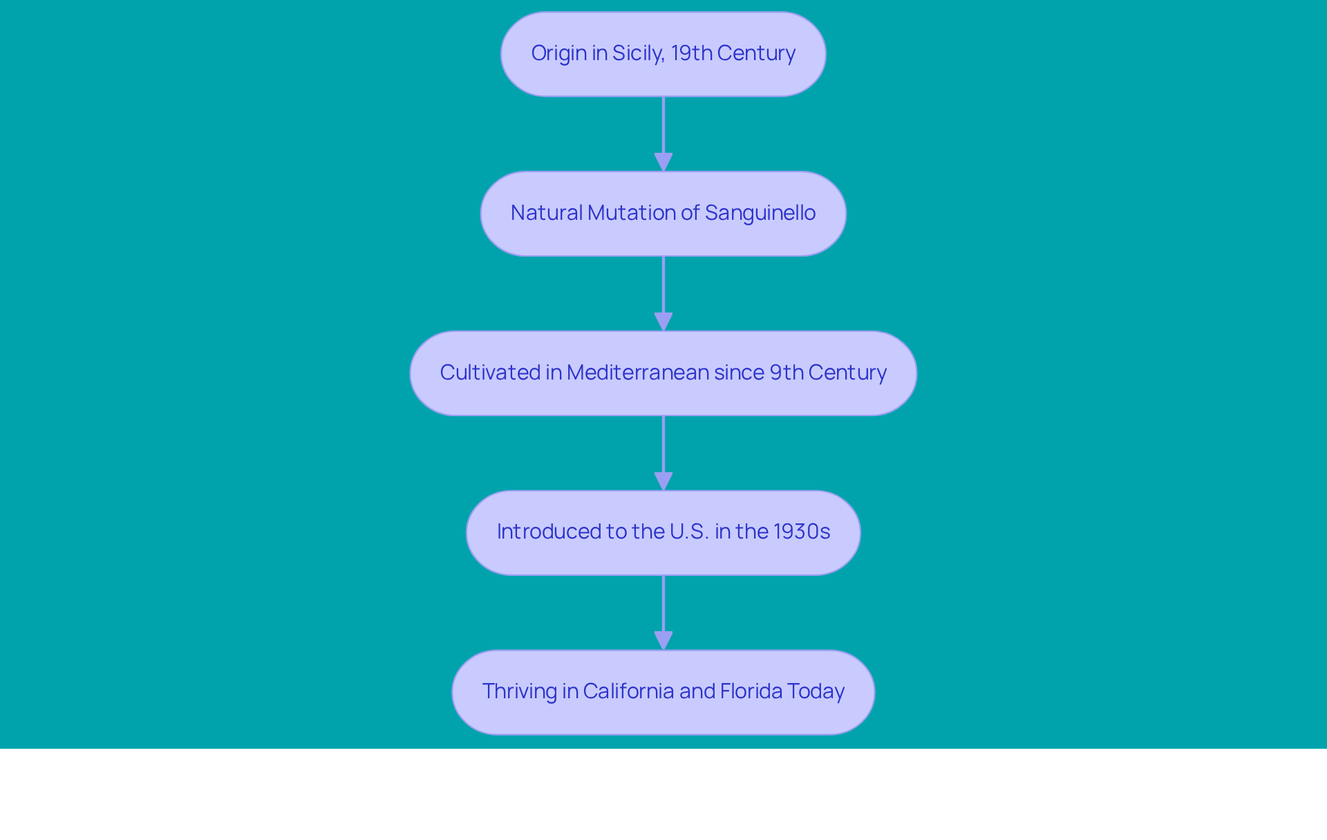 Follow the arrows to understand the journey of the Moro blood orange from its origins to its present-day status. Each box represents a significant milestone in the history of this flavorful fruit. Follow the arrows to understand the journey of the Moro blood orange from its origins to its present-day status. Each box represents a significant milestone in the history of this flavorful fruit.