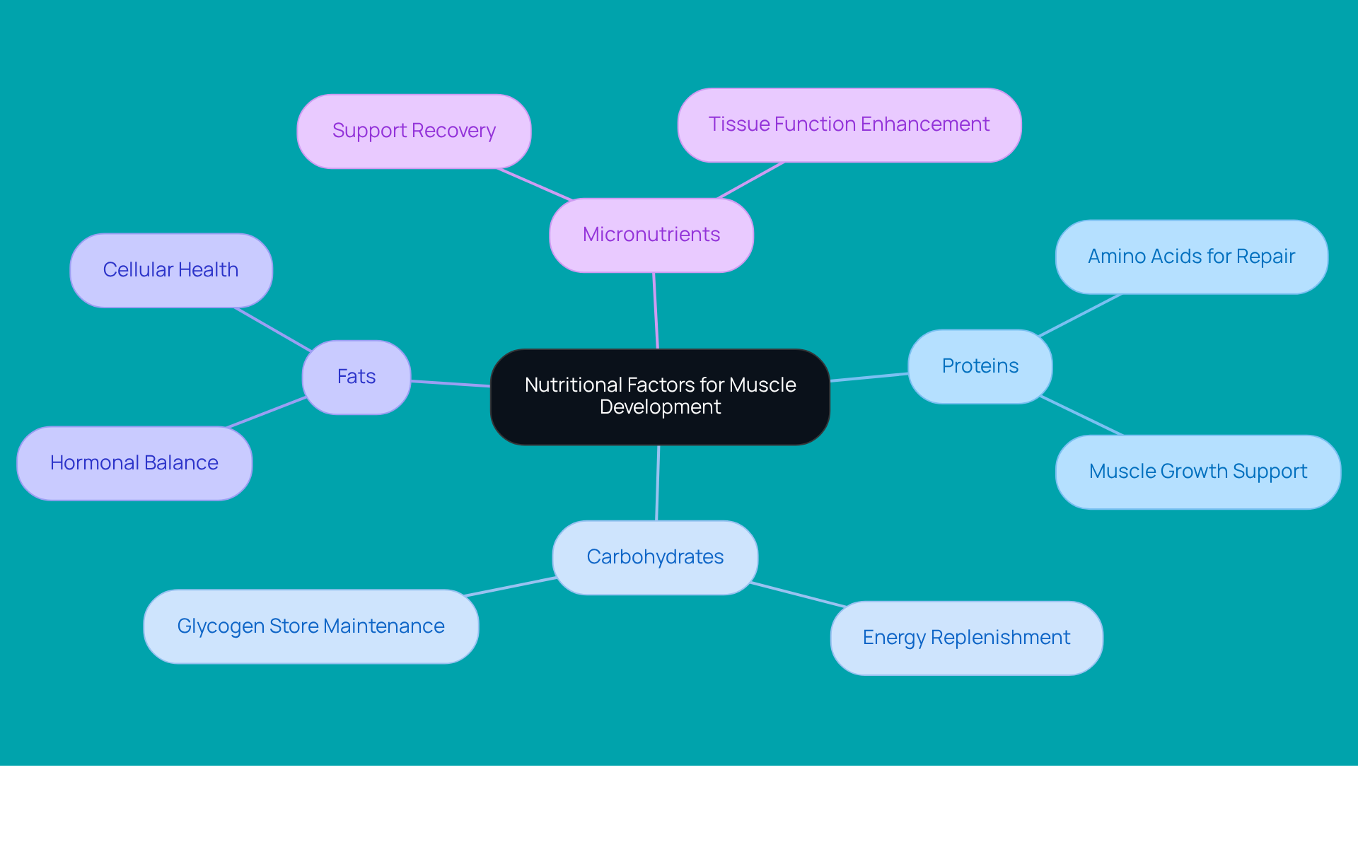 The central node represents the overall theme of nutrition for muscle growth. Each branch shows a different nutrient type, and the sub-branches explain their specific contributions to muscle development and recovery.