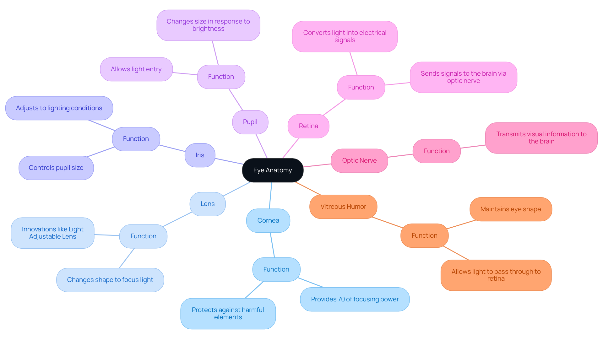 The central node represents the overall topic of eye anatomy. Each branch represents a different part of the eye, and the sub-branches explain what each part does. This helps you understand how each structure contributes to vision.