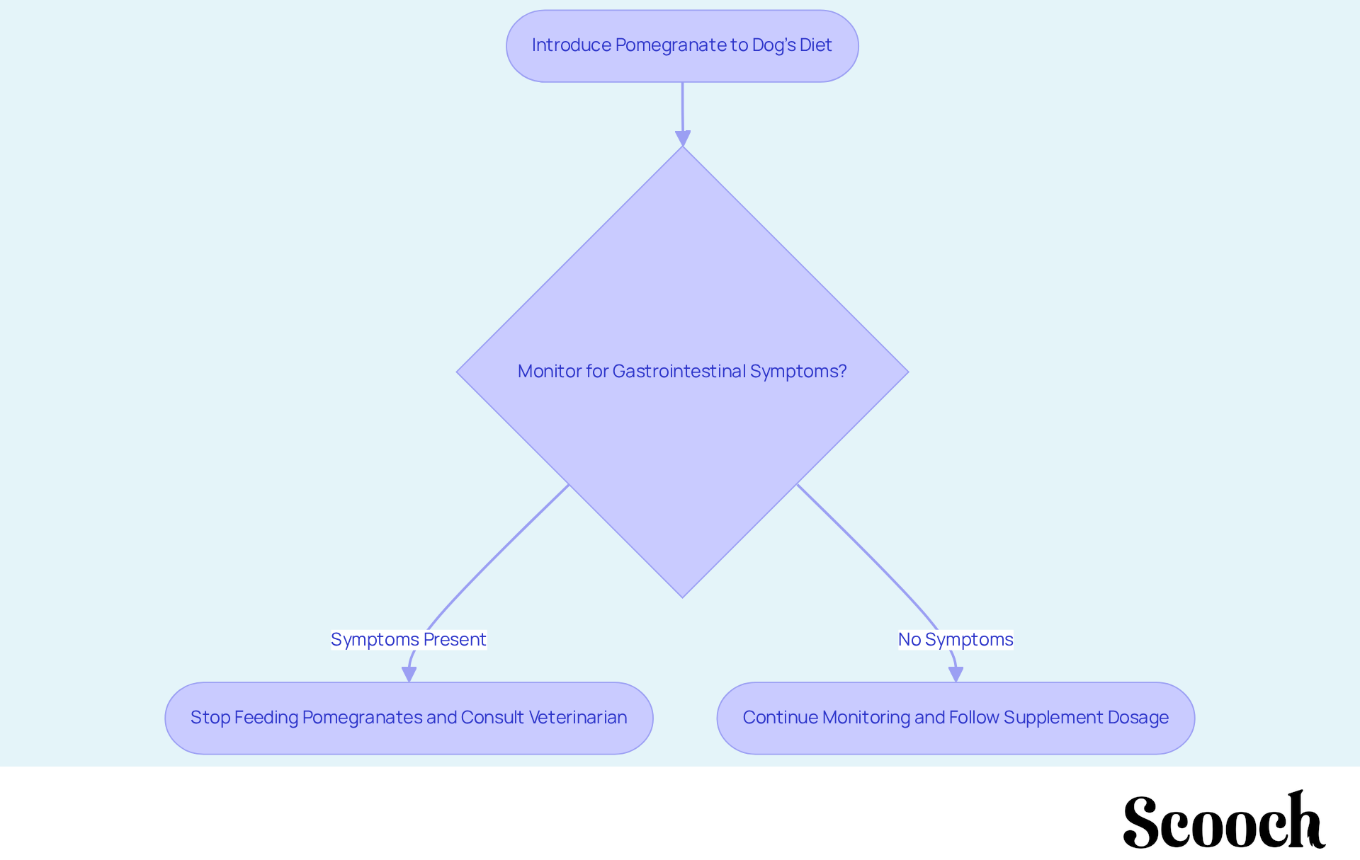 This flowchart guides you through introducing pomegranates to your dog's diet and what to do if any health issues arise. Follow the arrows for the best path based on your dog’s response.