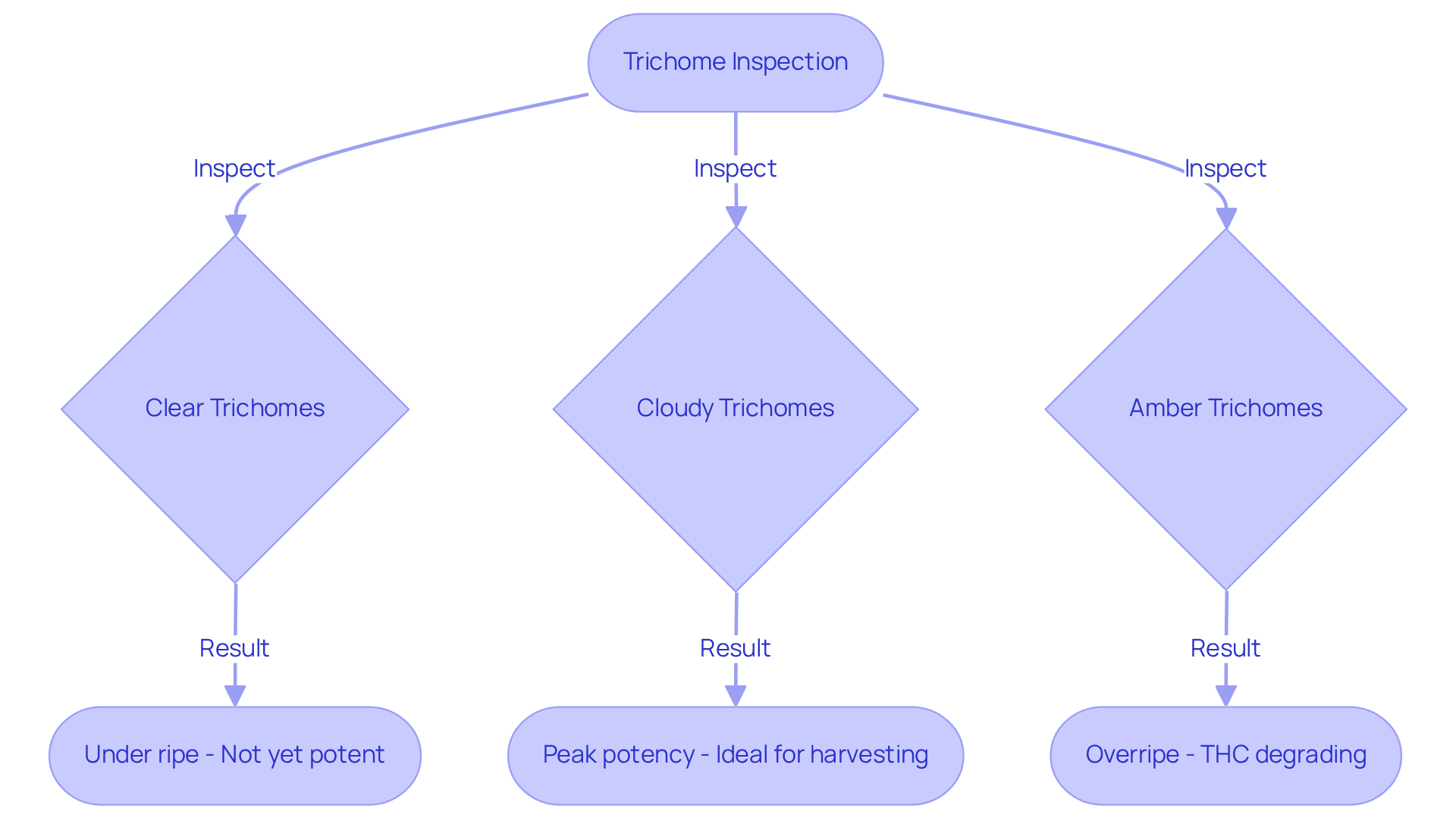 Follow the chart to see how to assess trichome states: start with inspection, then determine whether they are clear, cloudy, or amber. Each color-coded path shows what that state means for harvesting timing. Follow the chart to see how to assess trichome states: start with inspection, then determine whether they are clear, cloudy, or amber. Each color-coded path shows what that state means for harvesting timing.