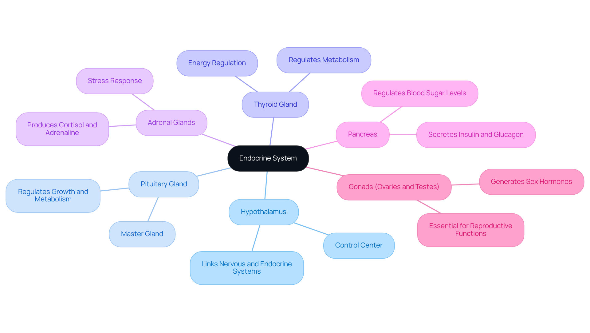 This mindmap illustrates the key components of the endocrine system and their functions. Start at the center with the 'Endocrine System' and explore each branch to learn about the glands and what they do. Each color represents a different gland, making it easy to see how they contribute to hormonal balance and overall health. This mindmap illustrates the key components of the endocrine system and their functions. Start at the center with the 'Endocrine System' and explore each branch to learn about the glands and what they do. Each color represents a different gland, making it easy to see how they contribute to hormonal balance and overall health.