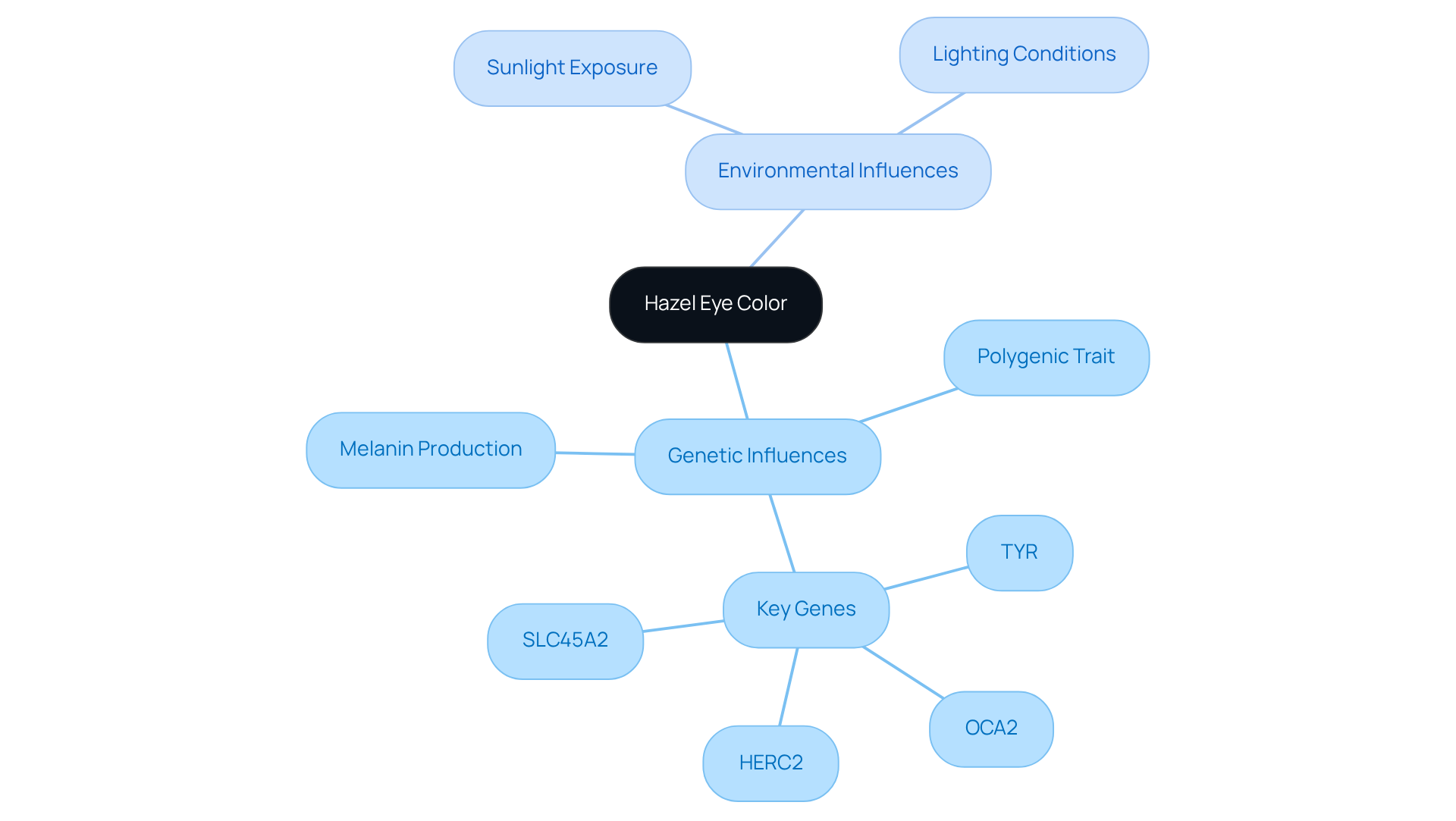 This mindmap shows how hazel eye color is influenced by both genetics and the environment. The central idea is hazel eye color, with branches that explain the genetic factors like specific genes and how environmental factors like sunlight can change how the color appears. Follow the branches to understand the different influences! This mindmap shows how hazel eye color is influenced by both genetics and the environment. The central idea is hazel eye color, with branches that explain the genetic factors like specific genes and how environmental factors like sunlight can change how the color appears. Follow the branches to understand the different influences!